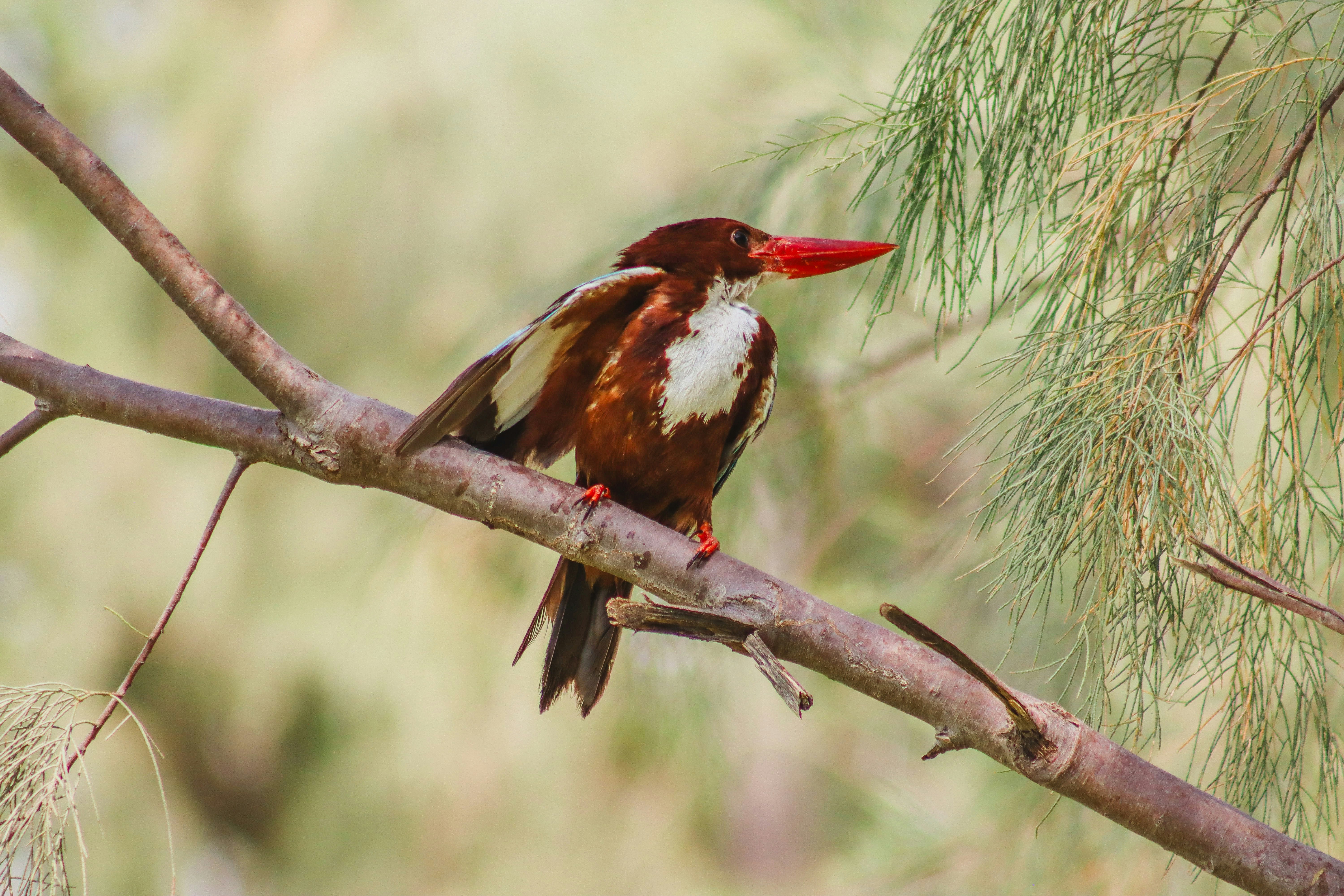 Male White-throated Kingfisher perched on a sunlit branch