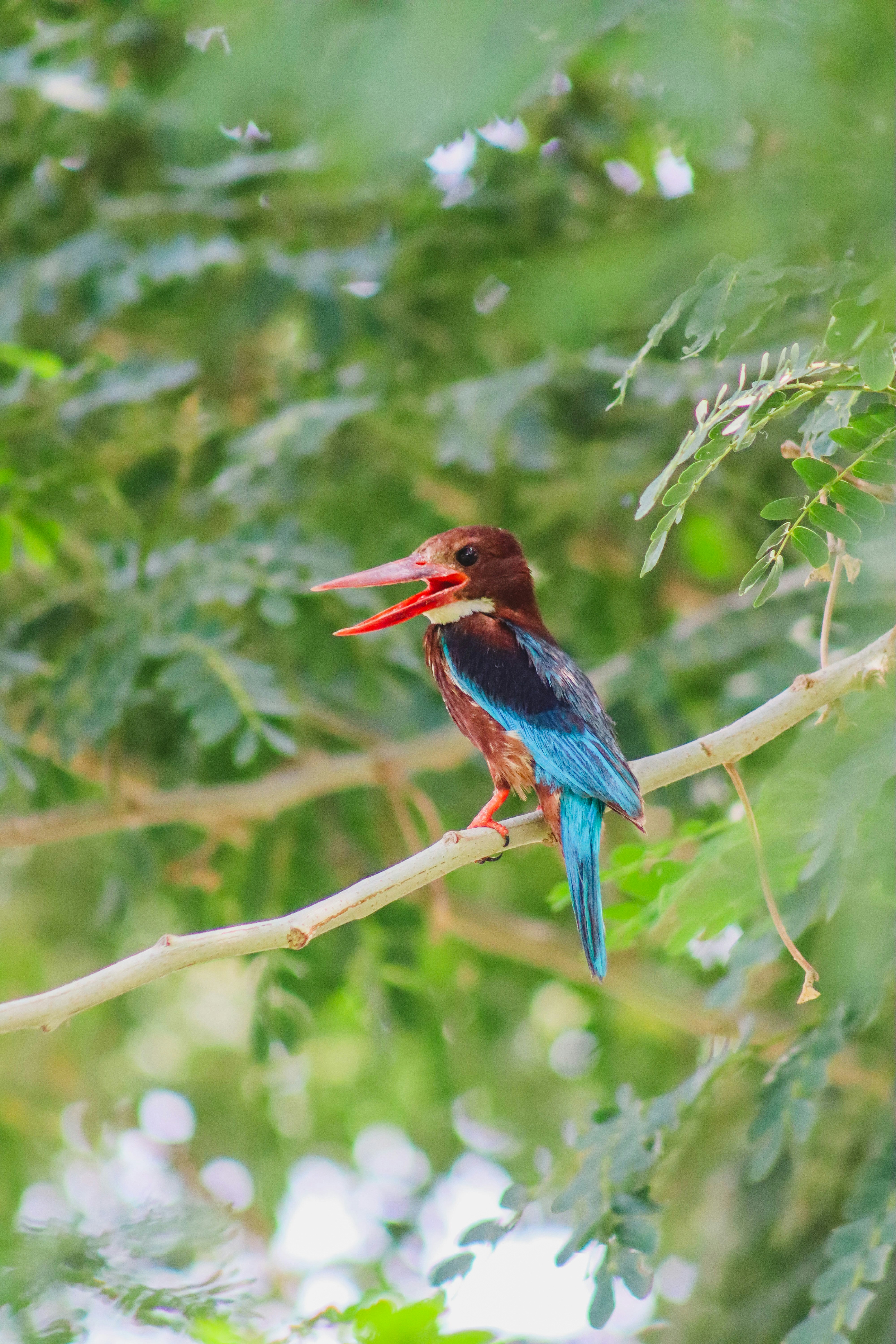Kingfisher in Dappled Light on a Willow Twig