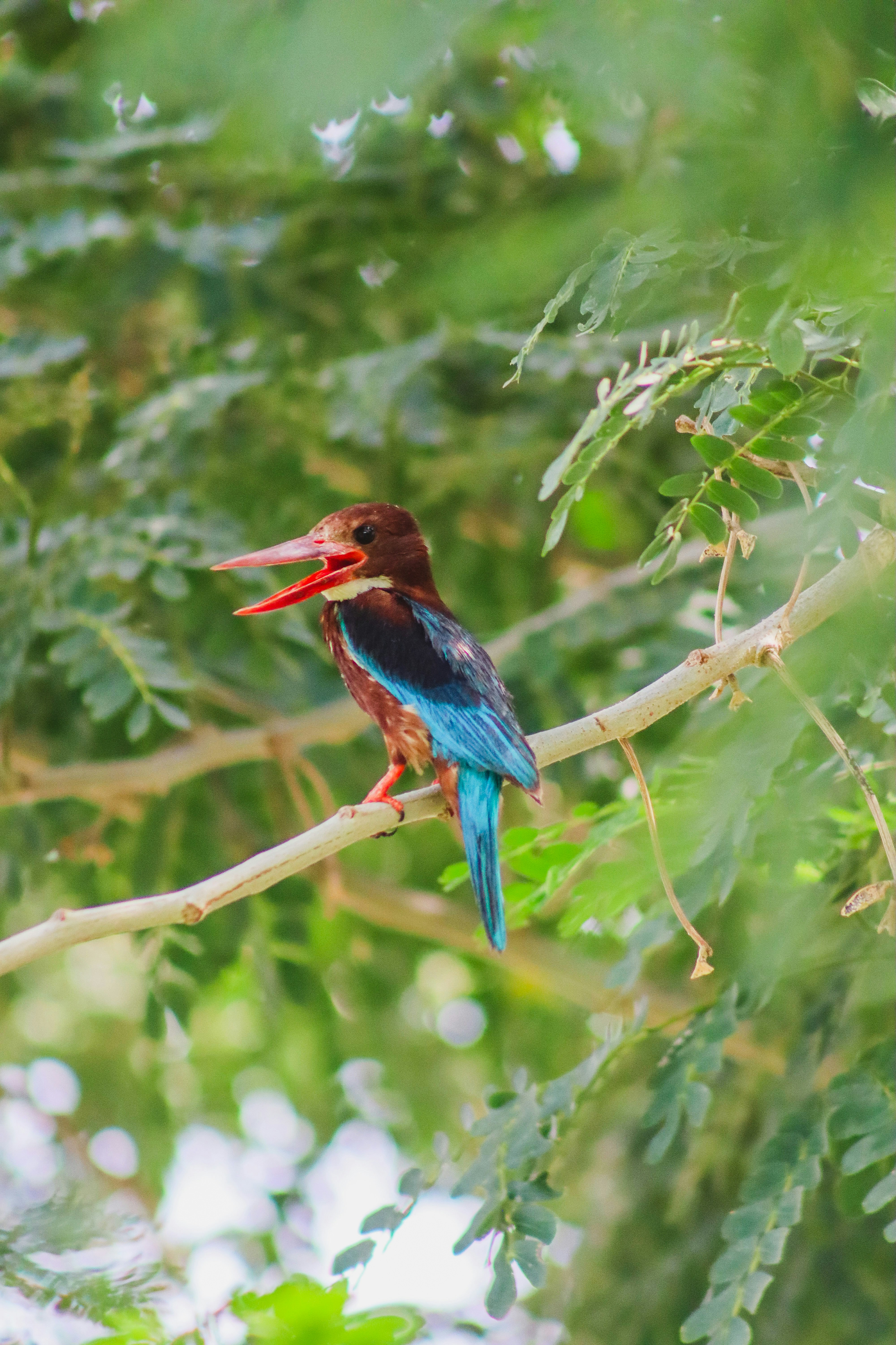 A white-throated kingfisher with a bright blue back perched on a leafy branch