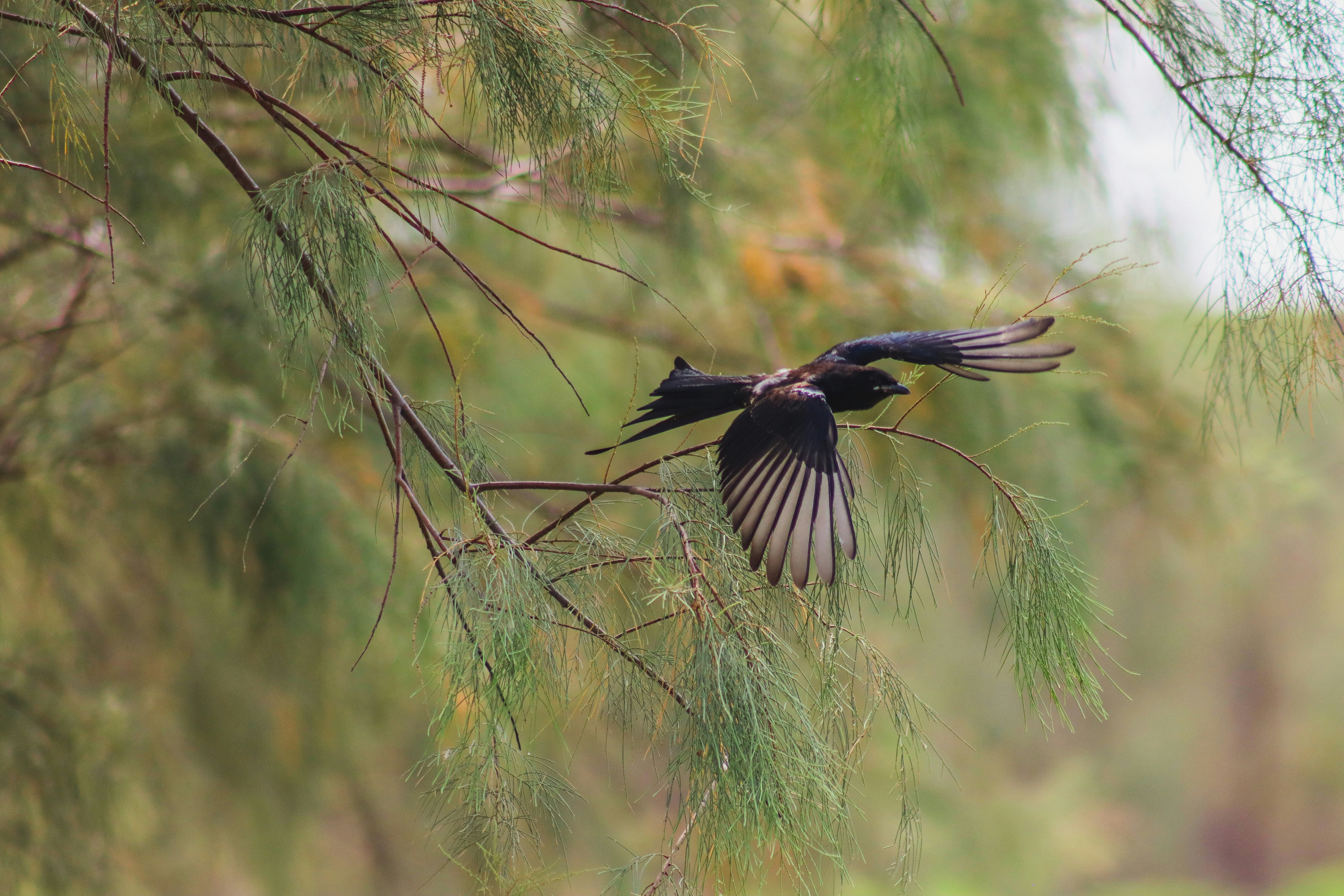Mid-Flight Black Bird Against Soft Pine Foliage