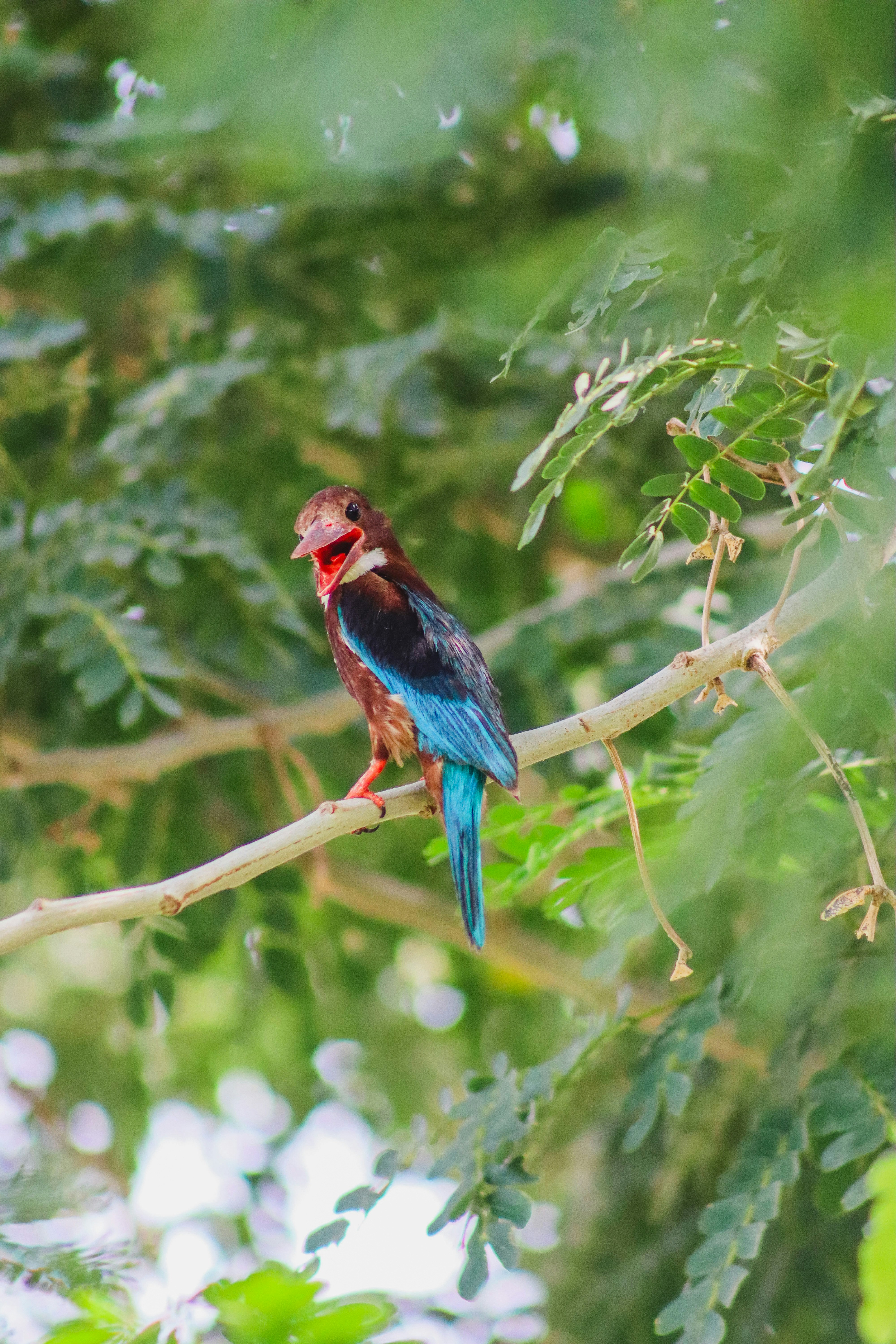 Vivid Kingfisher on a Spindly Branch Amid Green Canopy