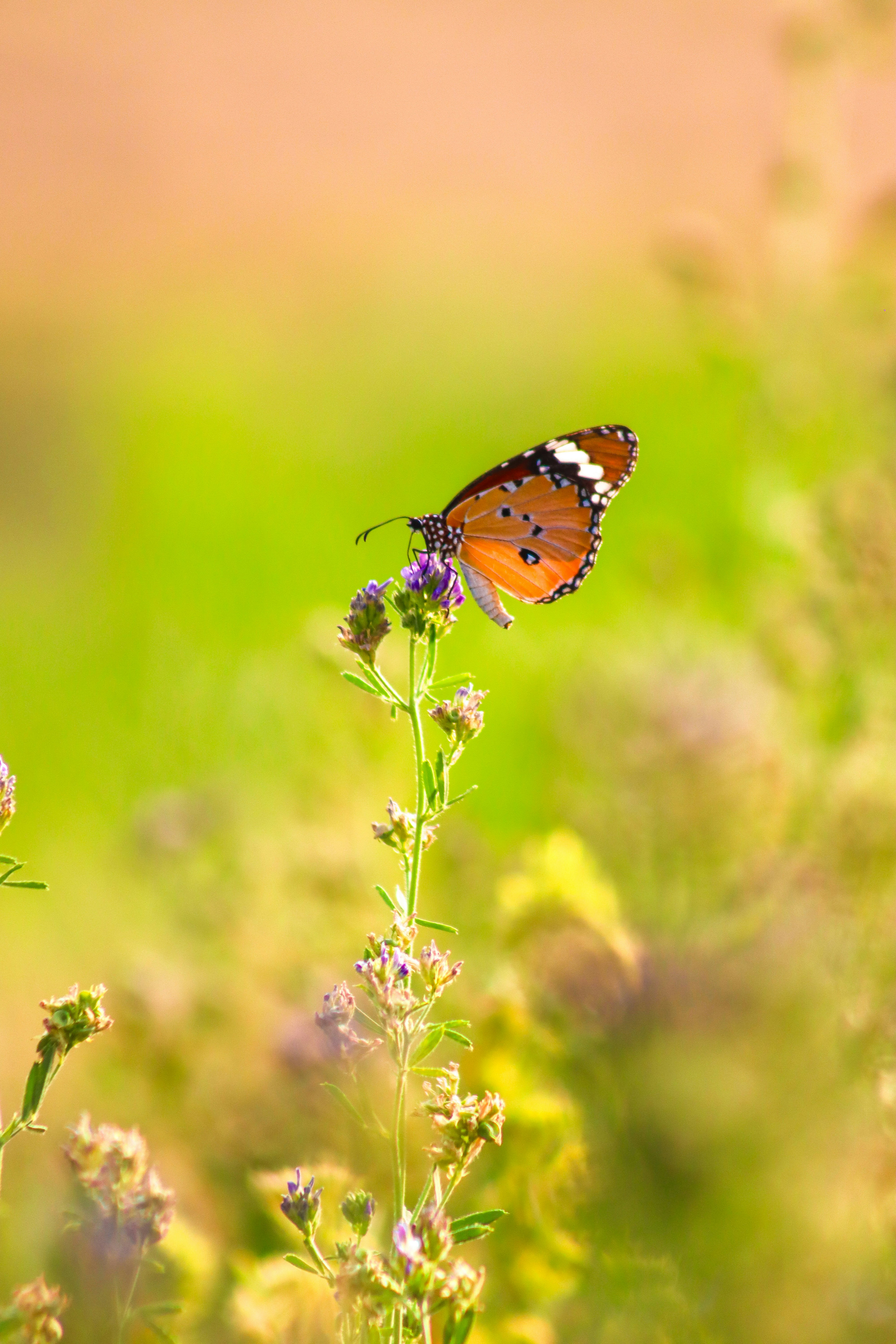 Vivid Butterfly on a Sunlit Wildflower