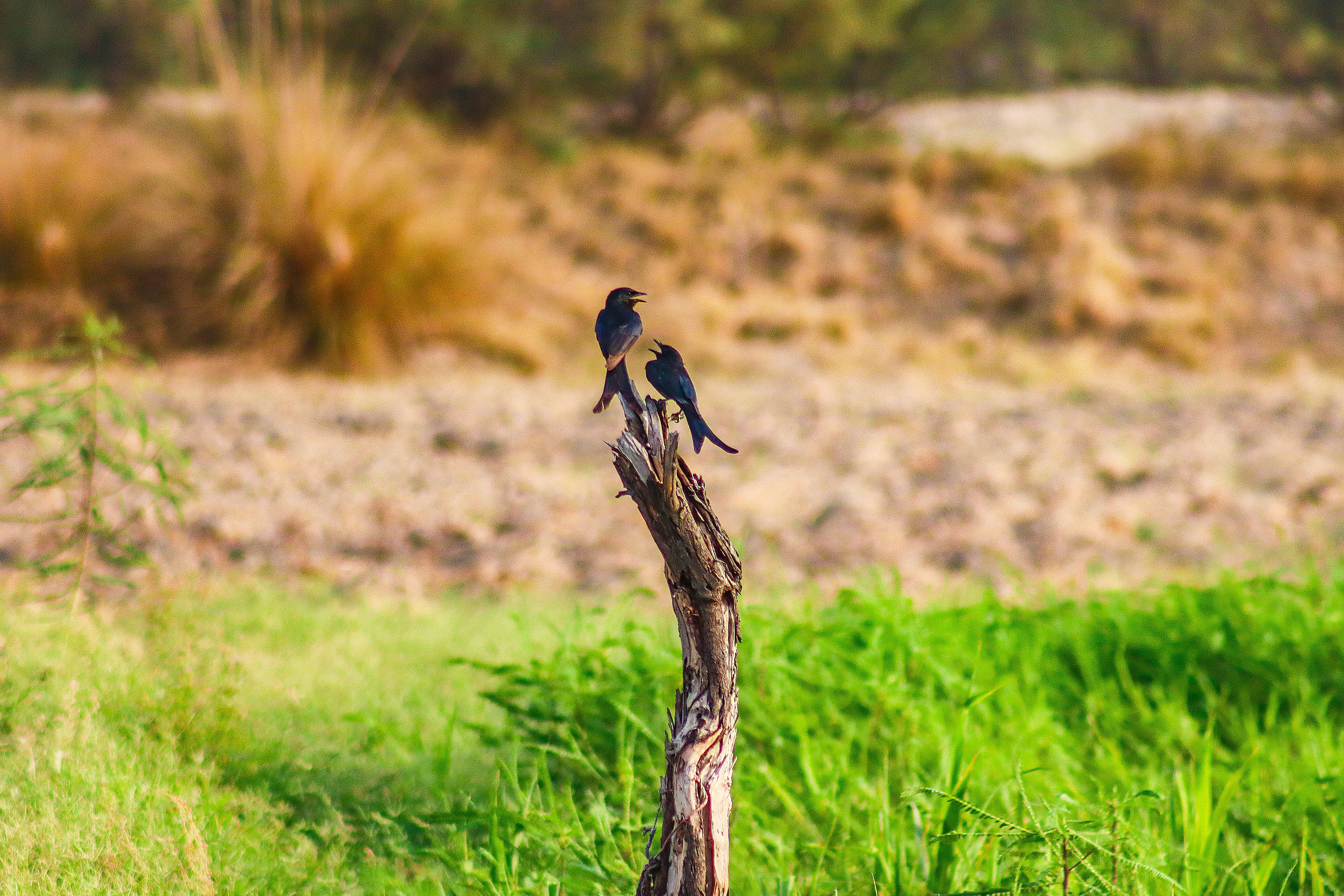 Topiary Moment: Two Swallows on a Weathered Post