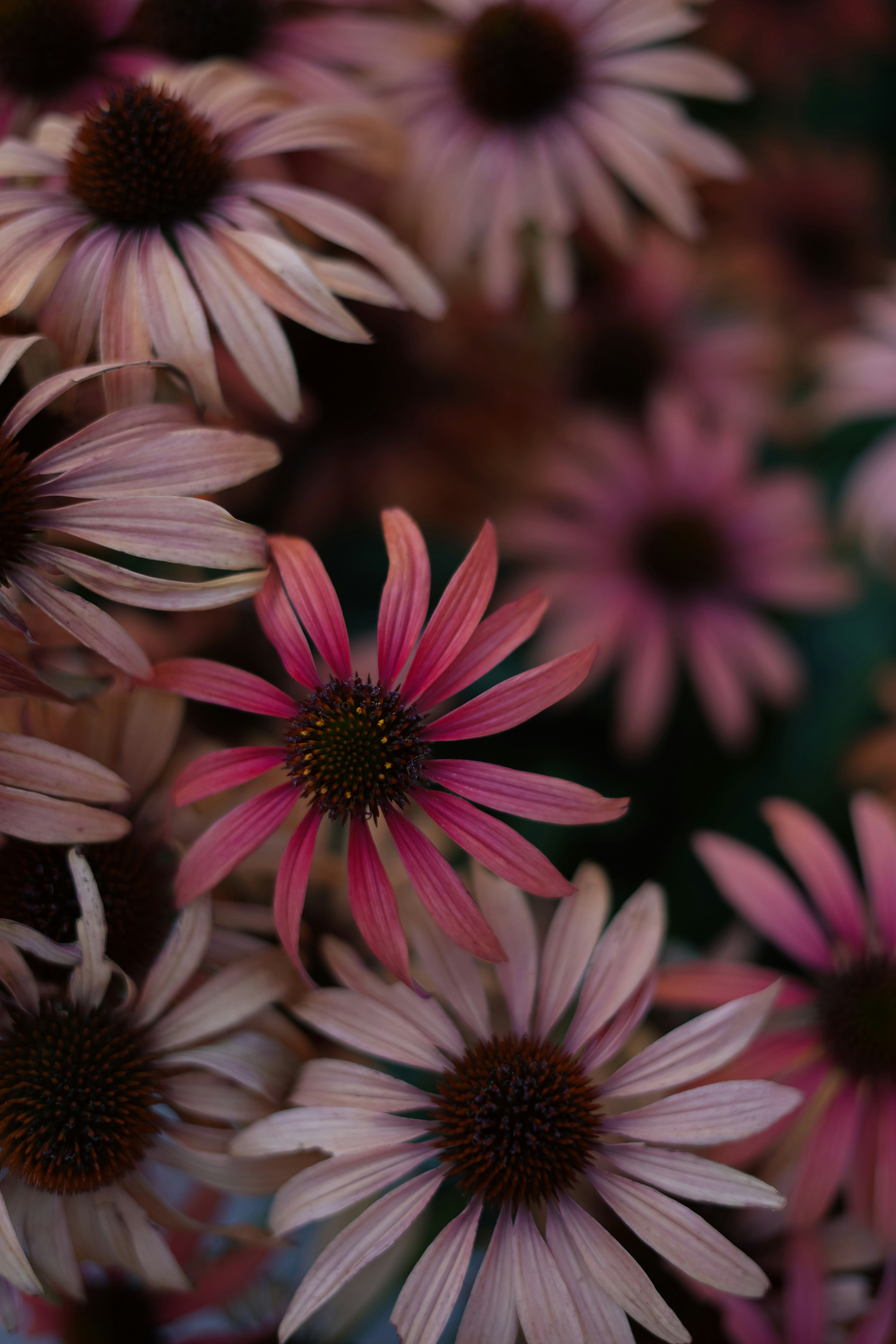 Close-up of pink and peach coneflowers with dark centers, softly blurred background; a single crisp pink bloom sits near the lower third, emphasizing depth and color harmony.