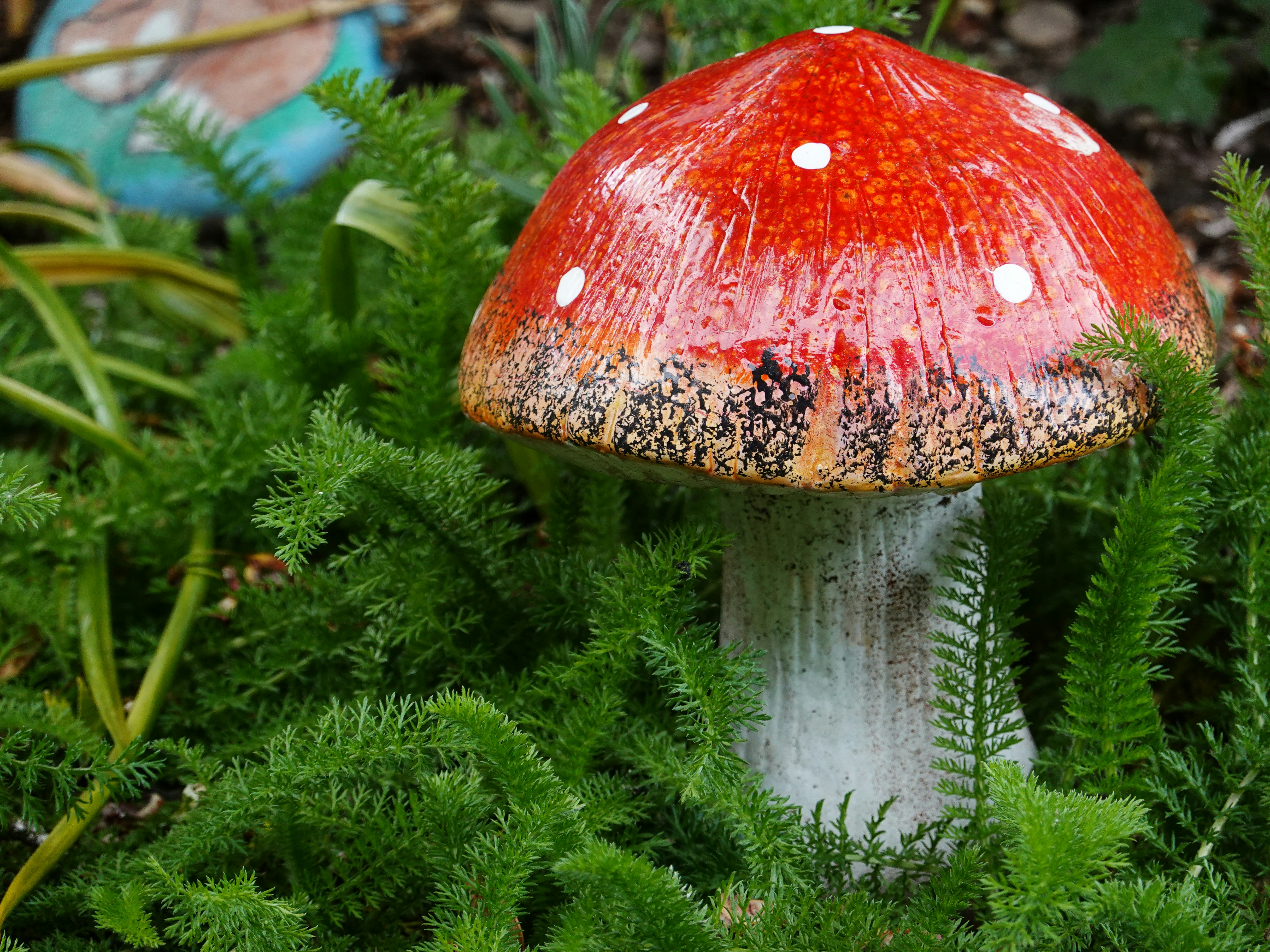 Red-capped Fungus Scout: A Mushroom Among Ferns