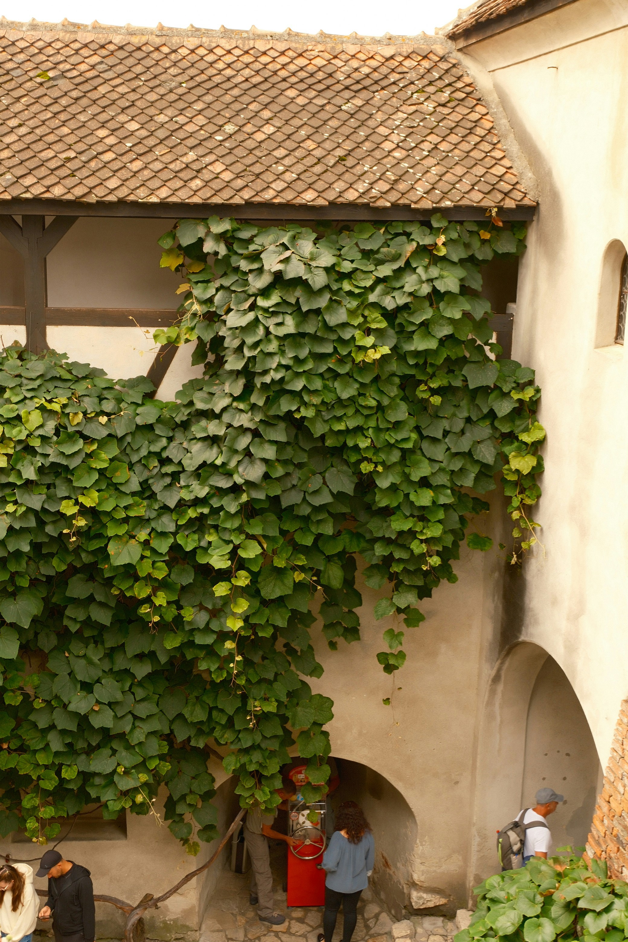 Cascading vines and sunlit courtyard at dusk