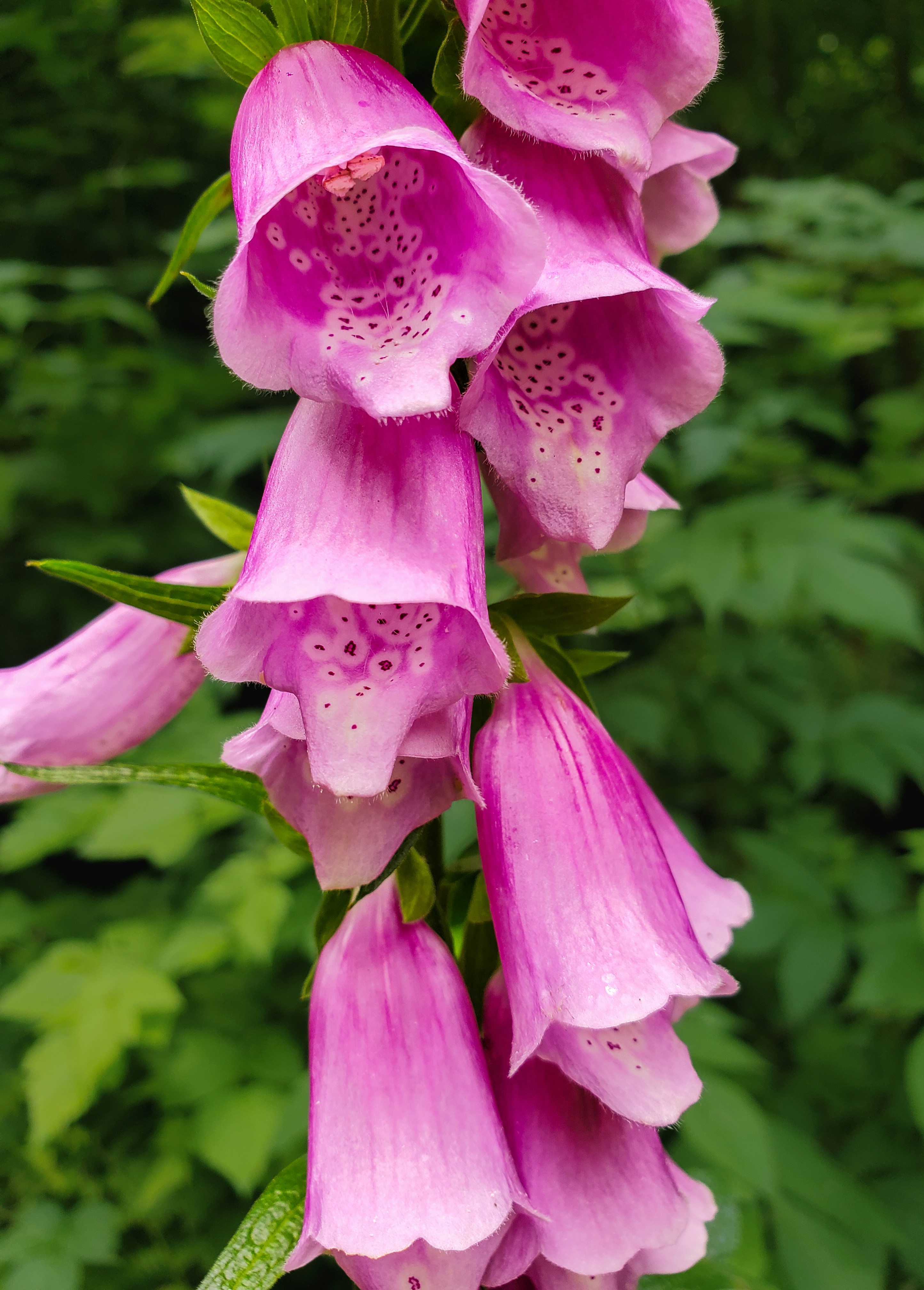 Pink Bellflowers in Focus: A Cascade of Lupina Pink Hues