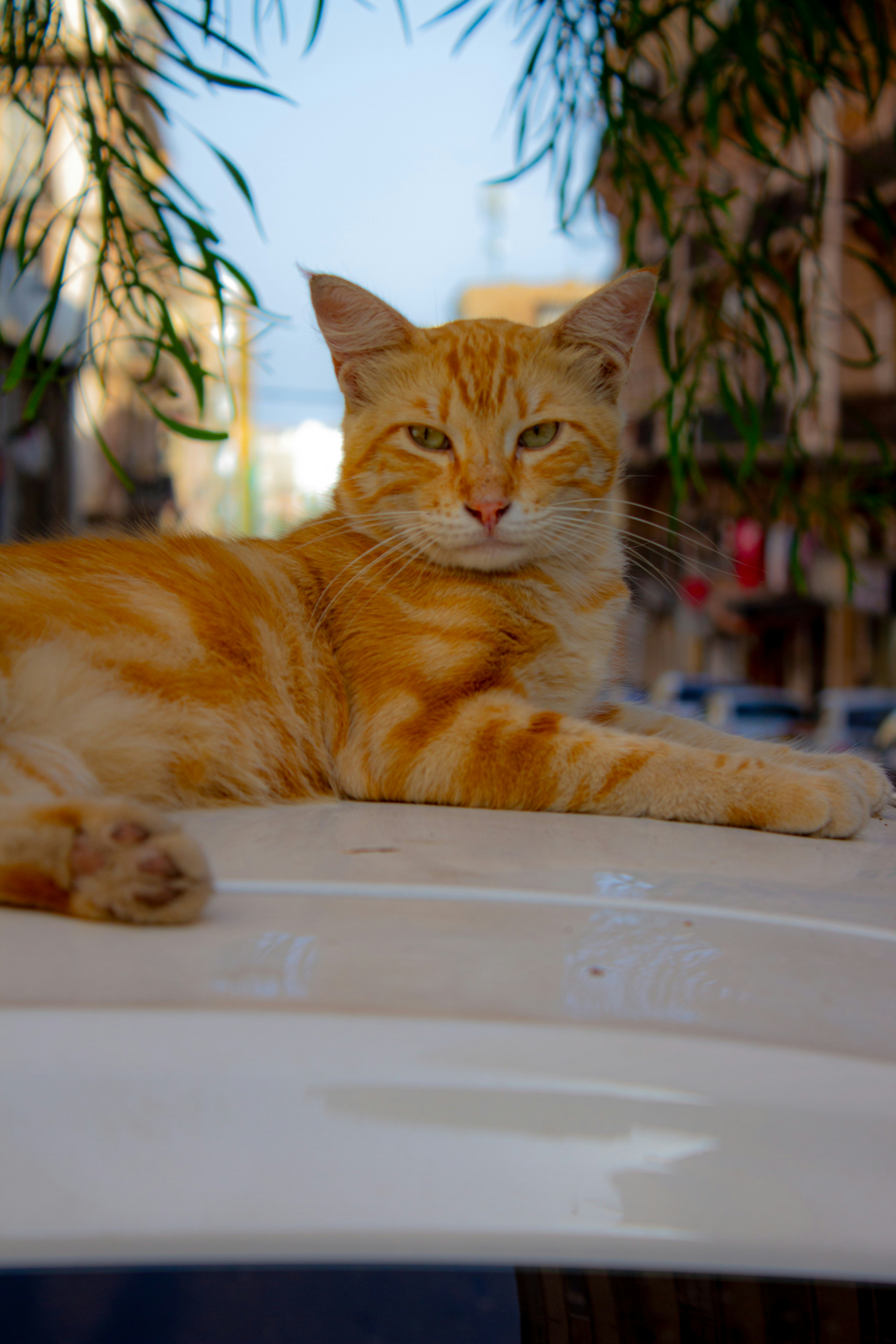 Sunlit Lounge: An Orange Cat Reposes on a Car Roof