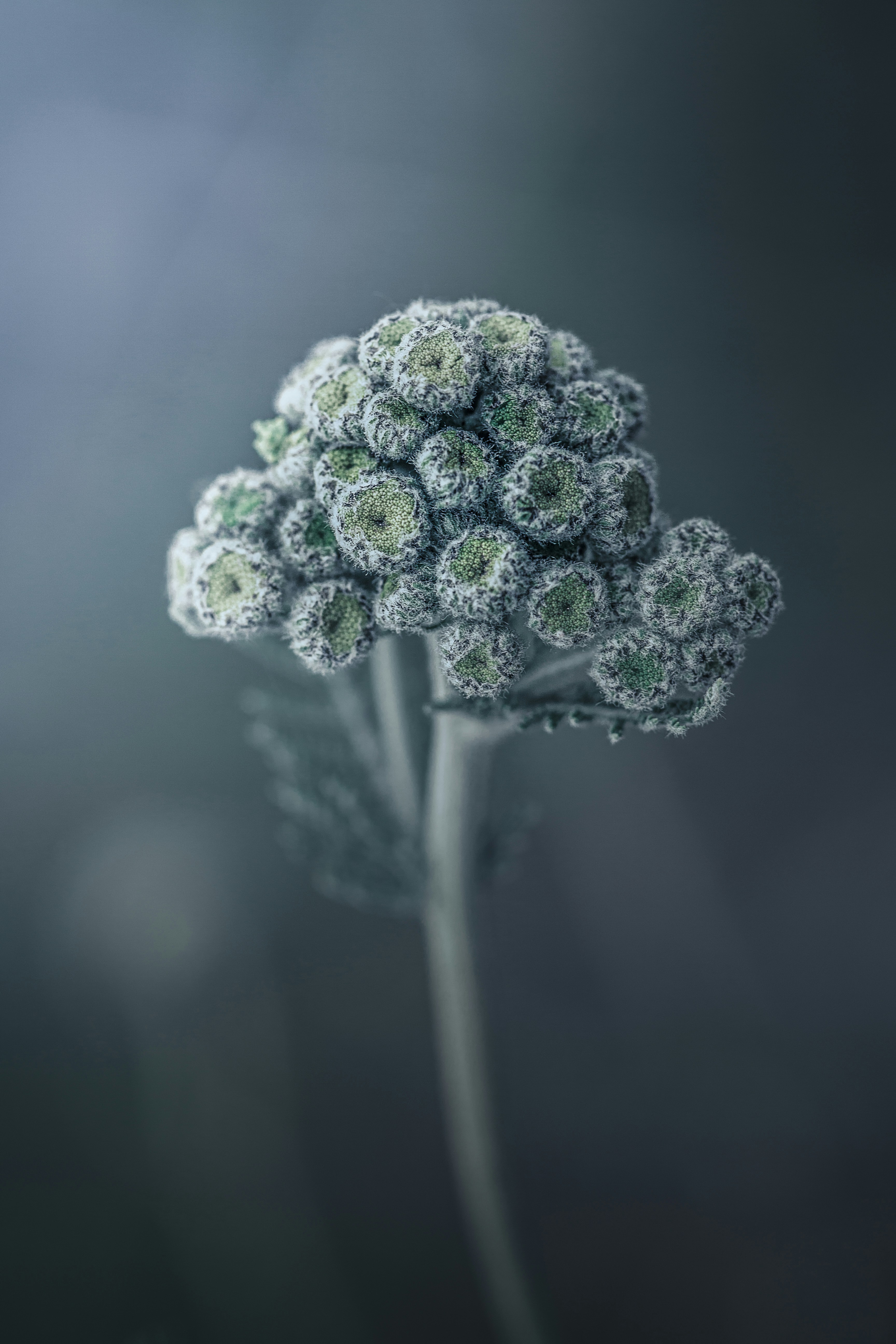 Frosted Bloom: A Tiny Cluster in Quiet Focus