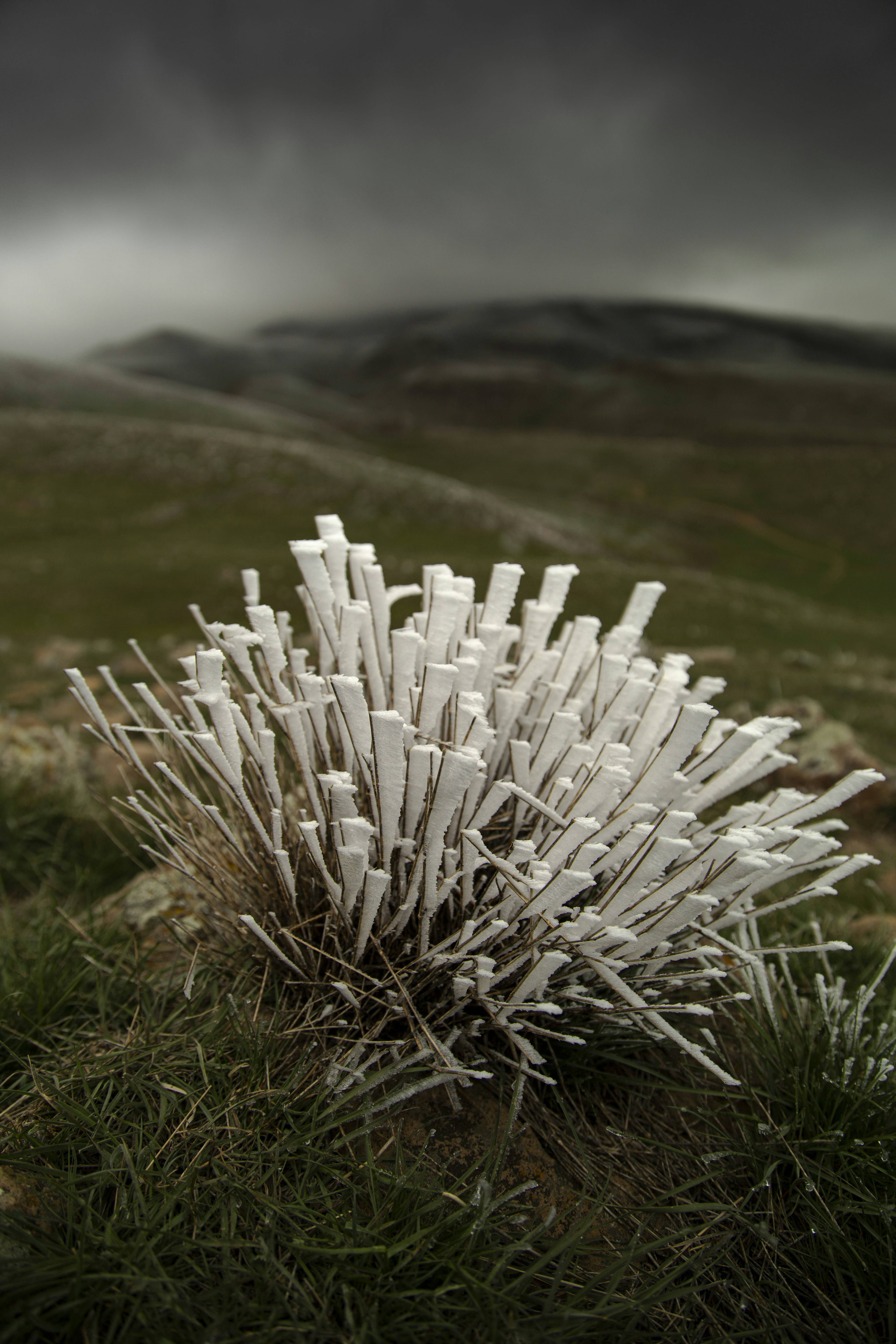 Frost-coated tufts rise from a moor in murky light, with distant hills and overcast sky creating a moody, atmospheric landscape.
