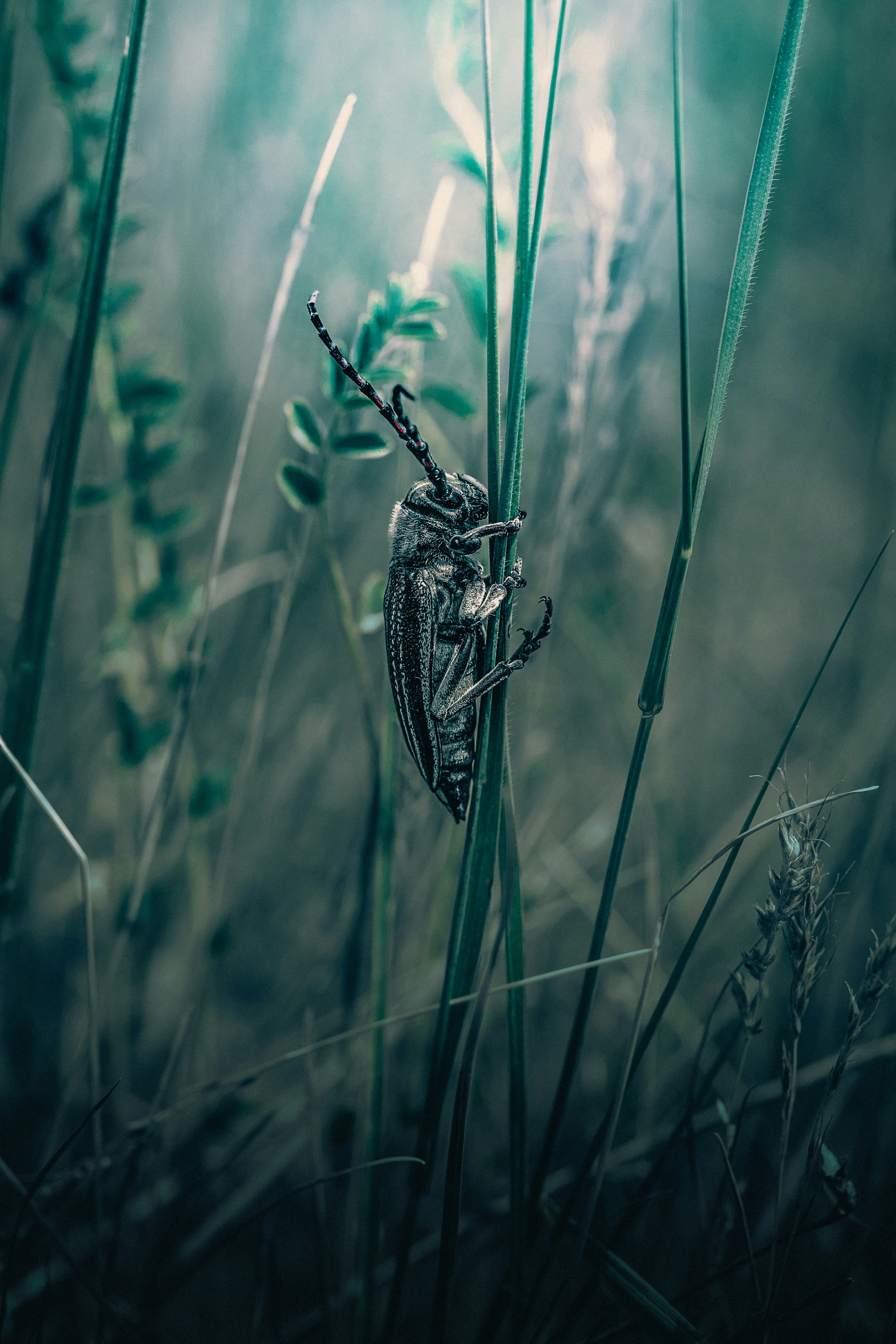 Crested Insect by the Reeds: A Close-Quarters Pause in the Marsh