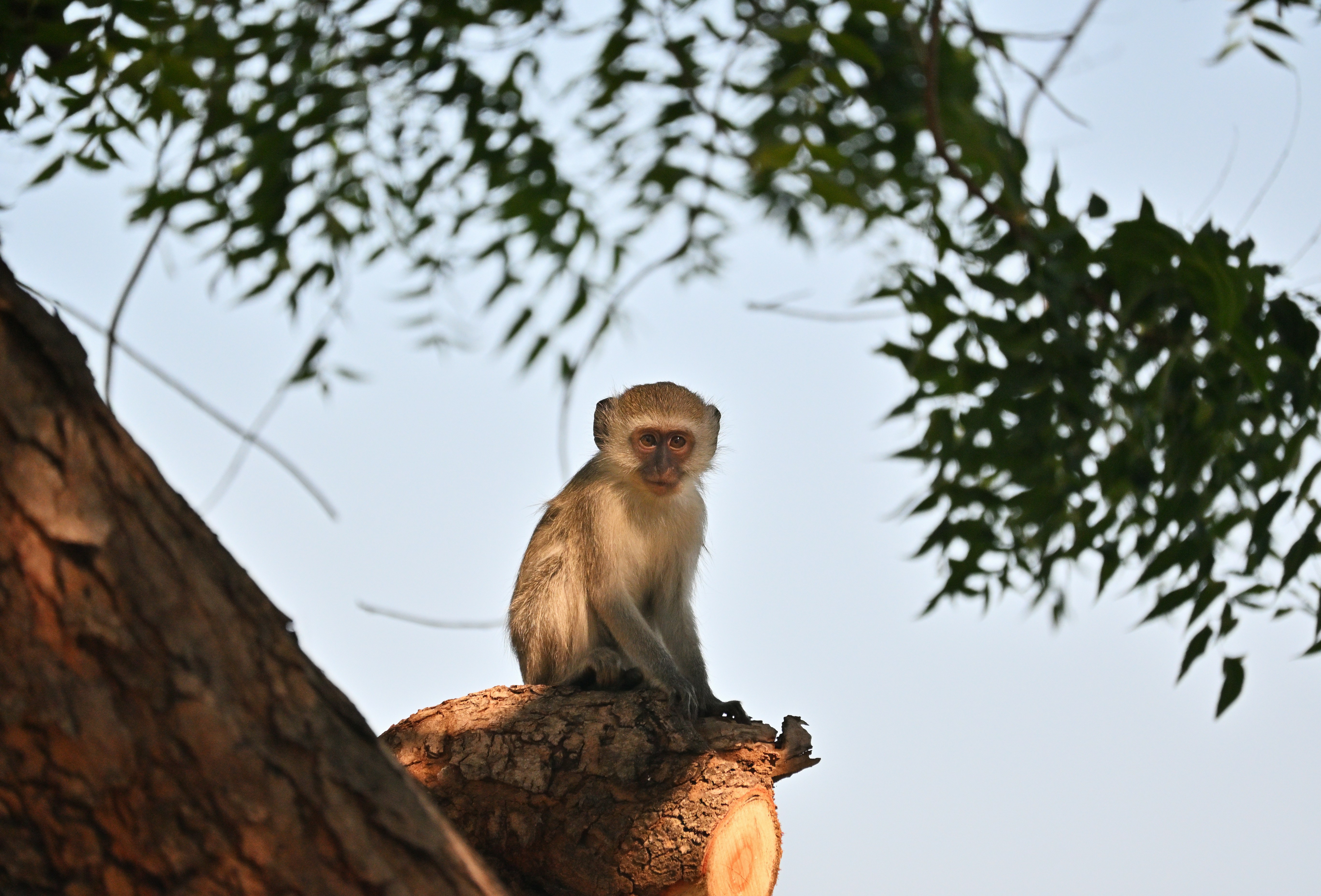Ravenous Gaze: Monkey on a Sunlit Branch