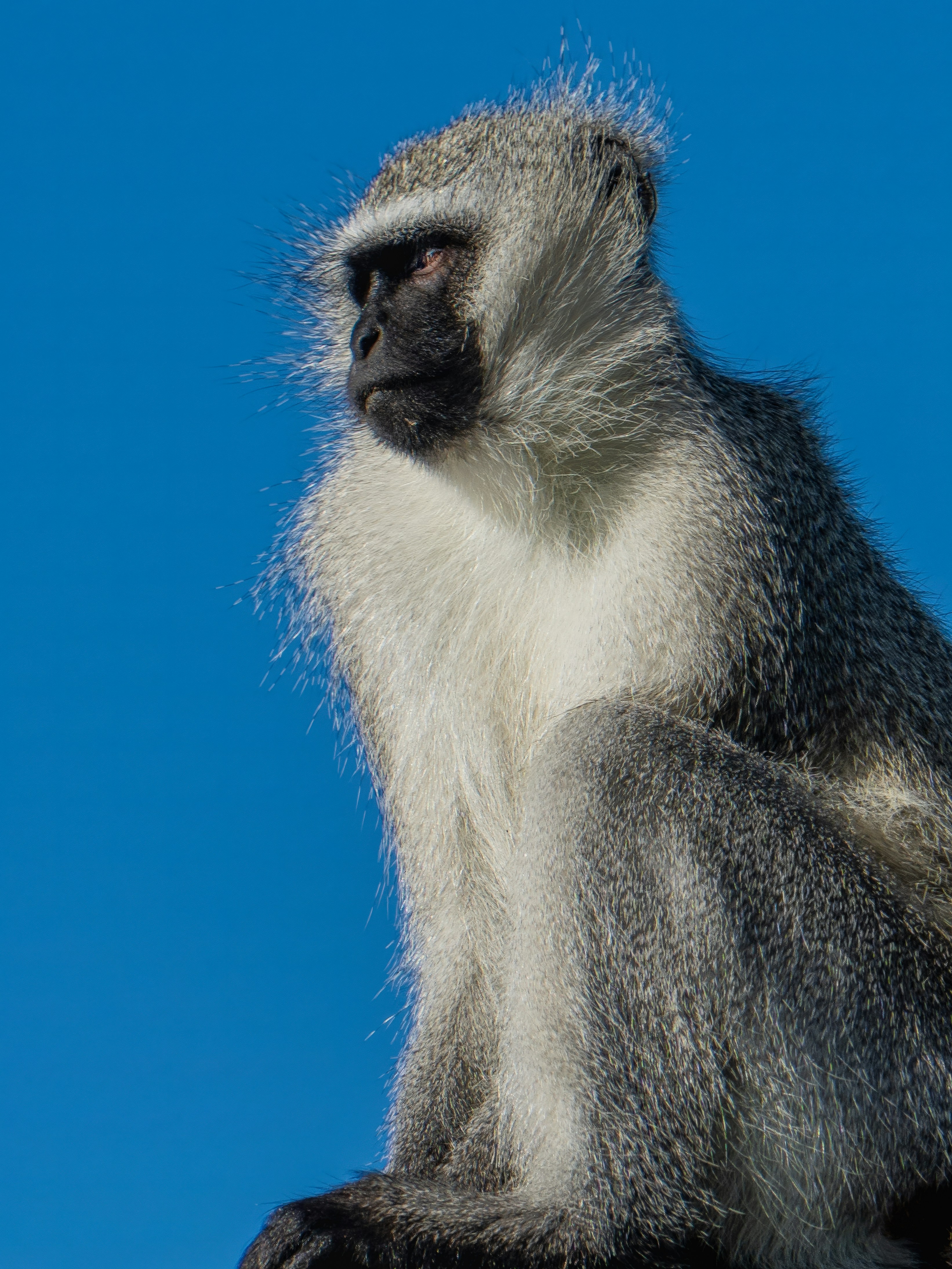 Primeval Portrait: A Vulture-Crowned Vervet Over the Blue