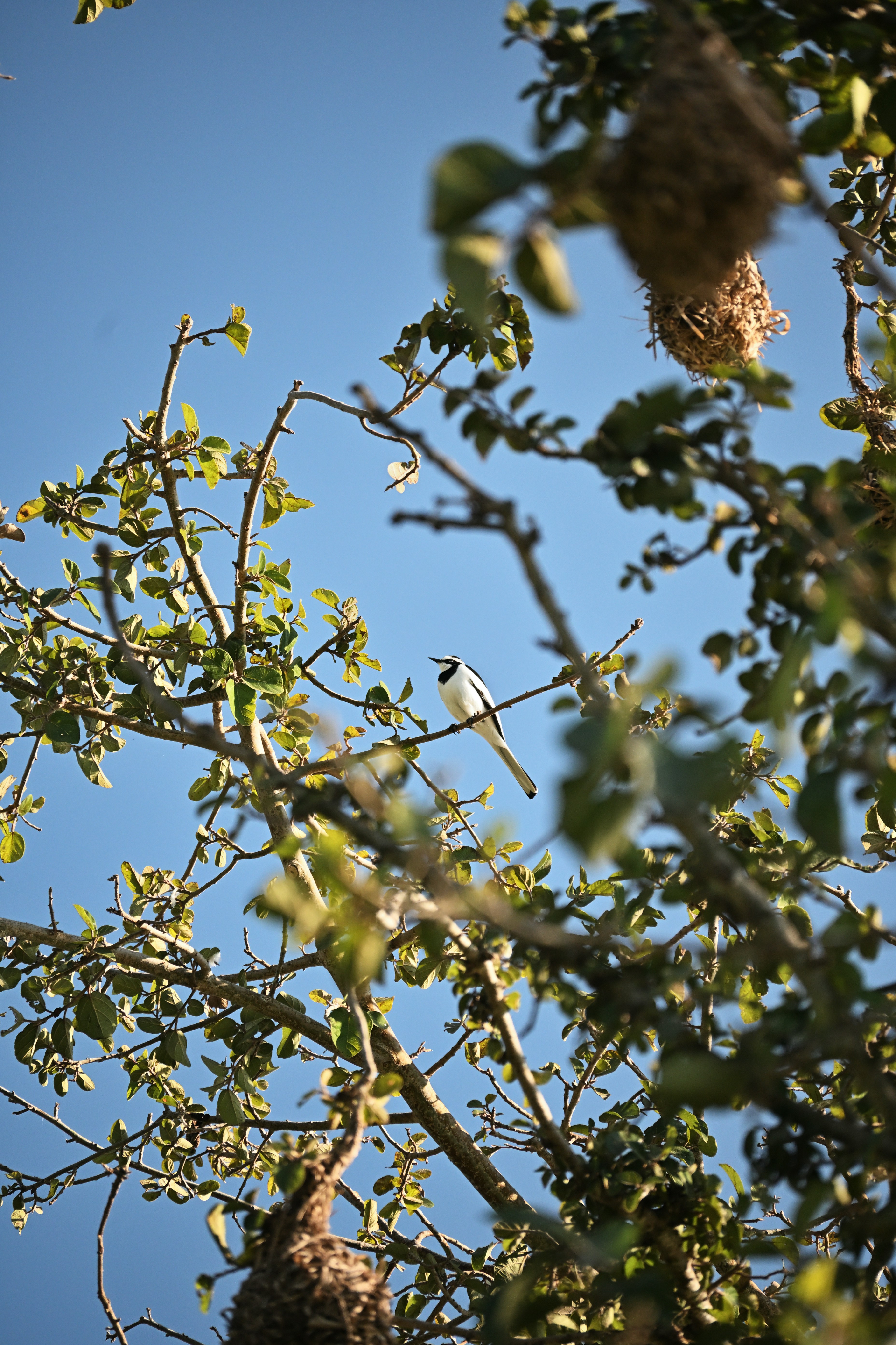 White-breasted Songbird Perched Amid Spring Branches