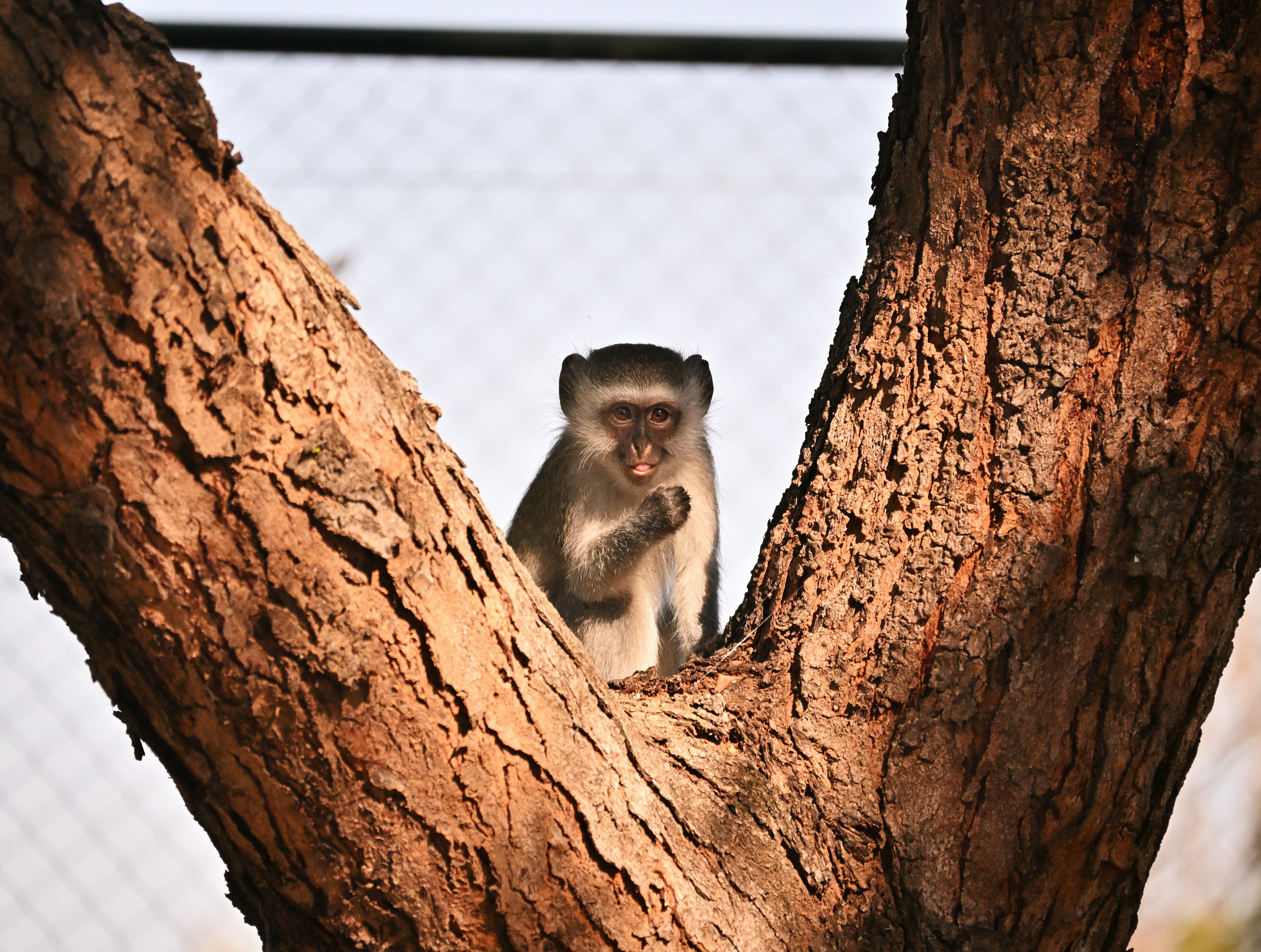 Watchful Prim at the Fork: A Small Monkey in the Tree