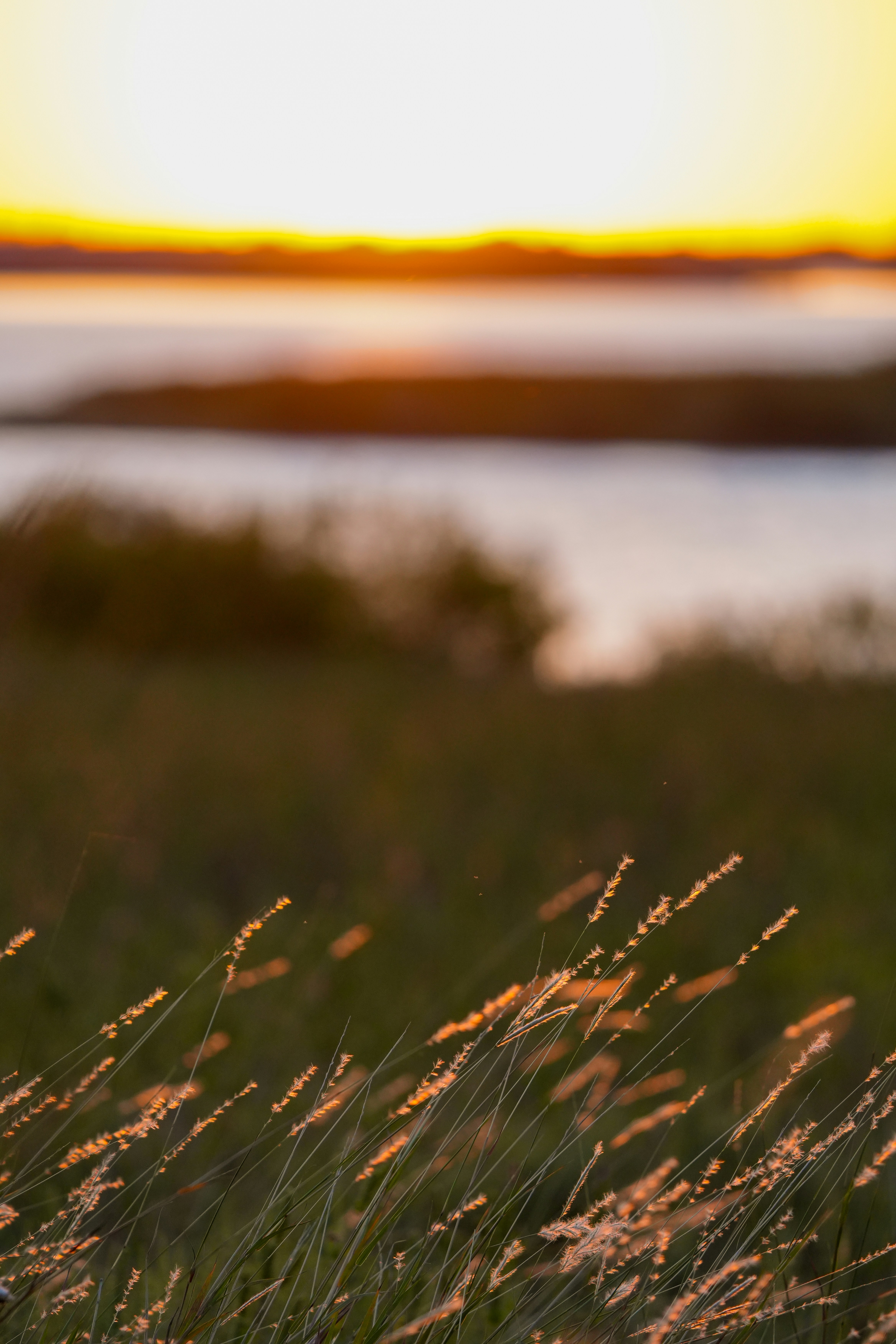 Tidegrass at Sunset: Quiet Framing of a Dying Light