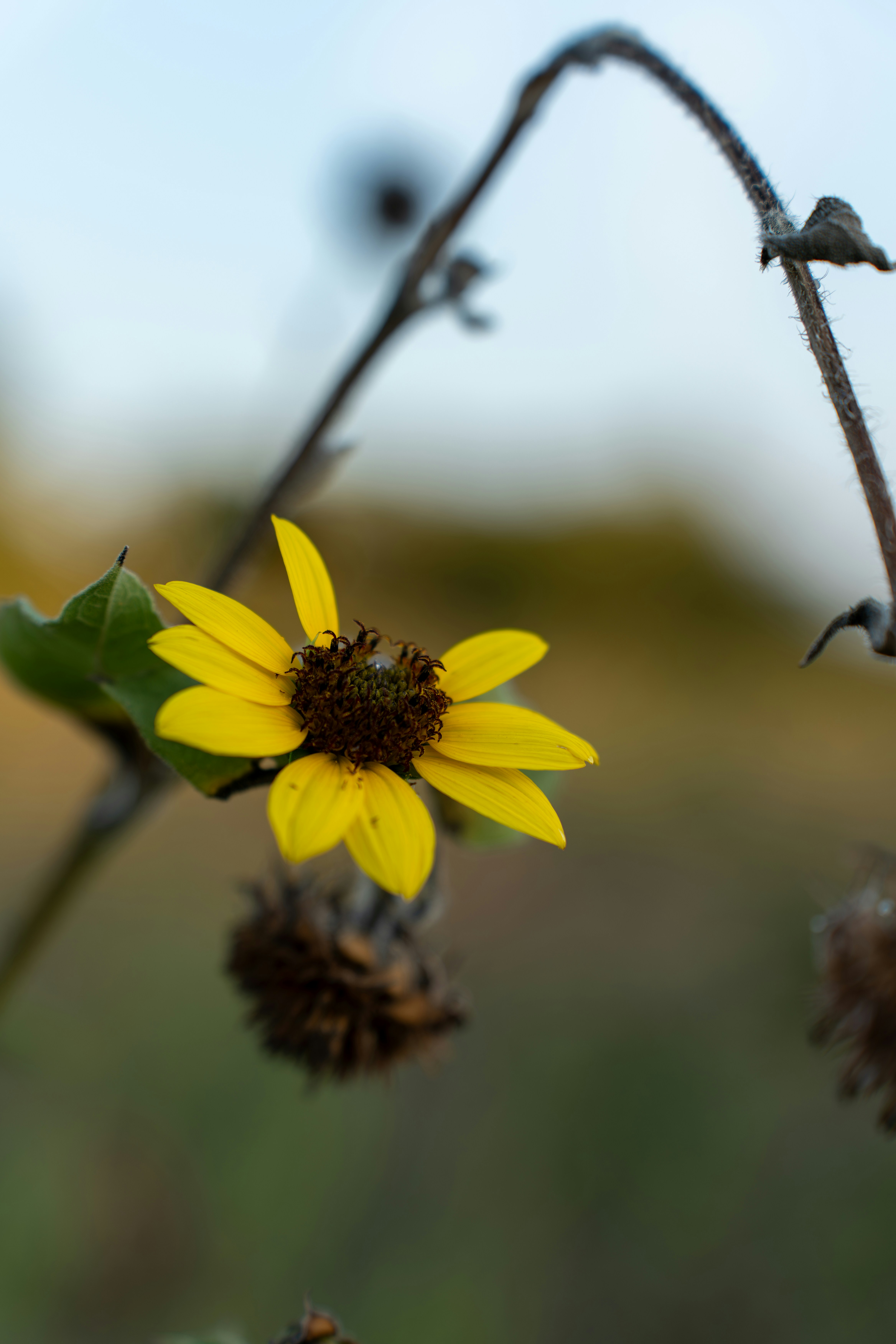 Sunlit Sunflower Framed by Thistle: A Quiet Portrait of Resilience