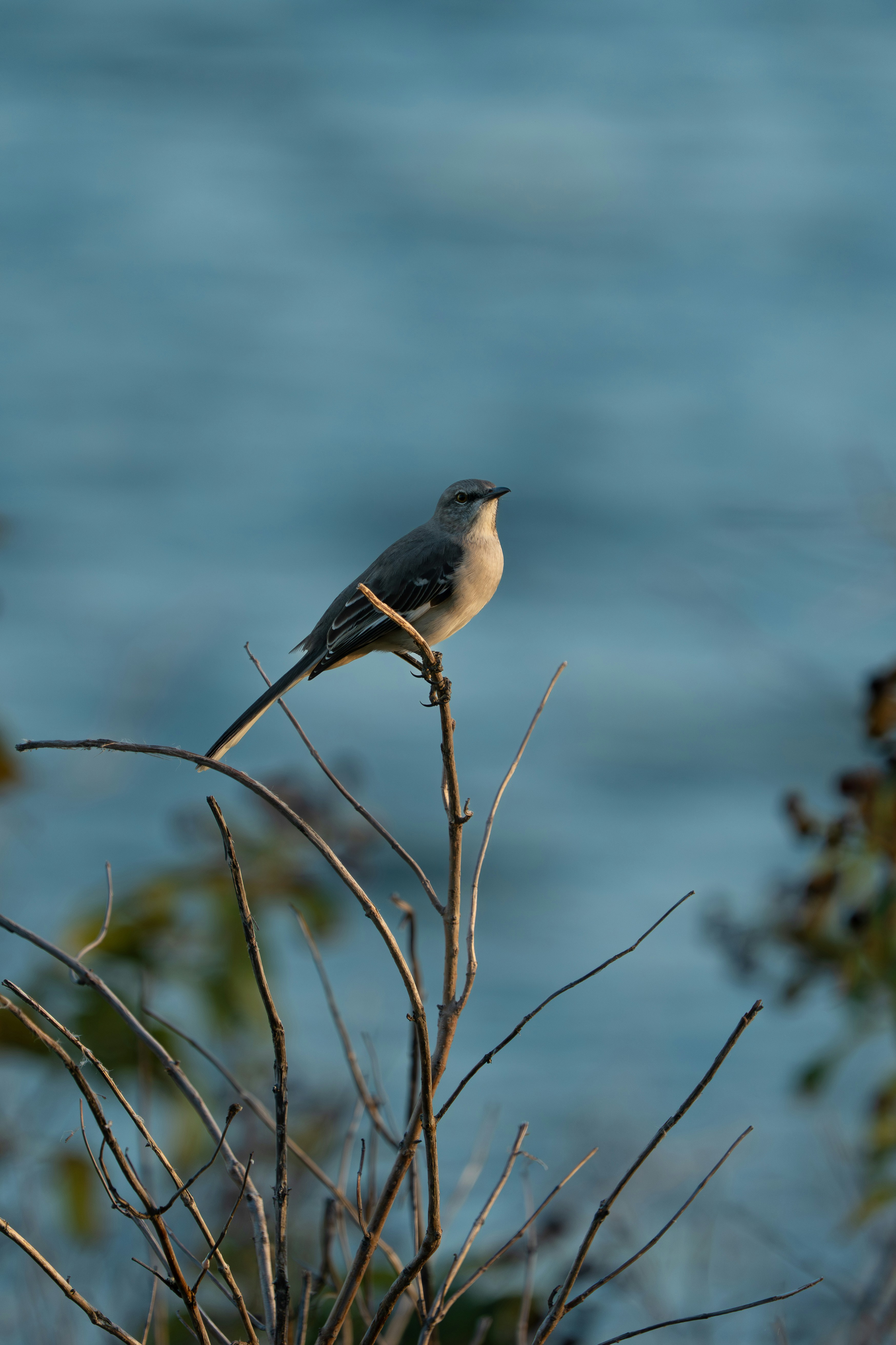 Perched in the Twilight: A Small Songbird on a Bare Branch Against a Quiet Sea