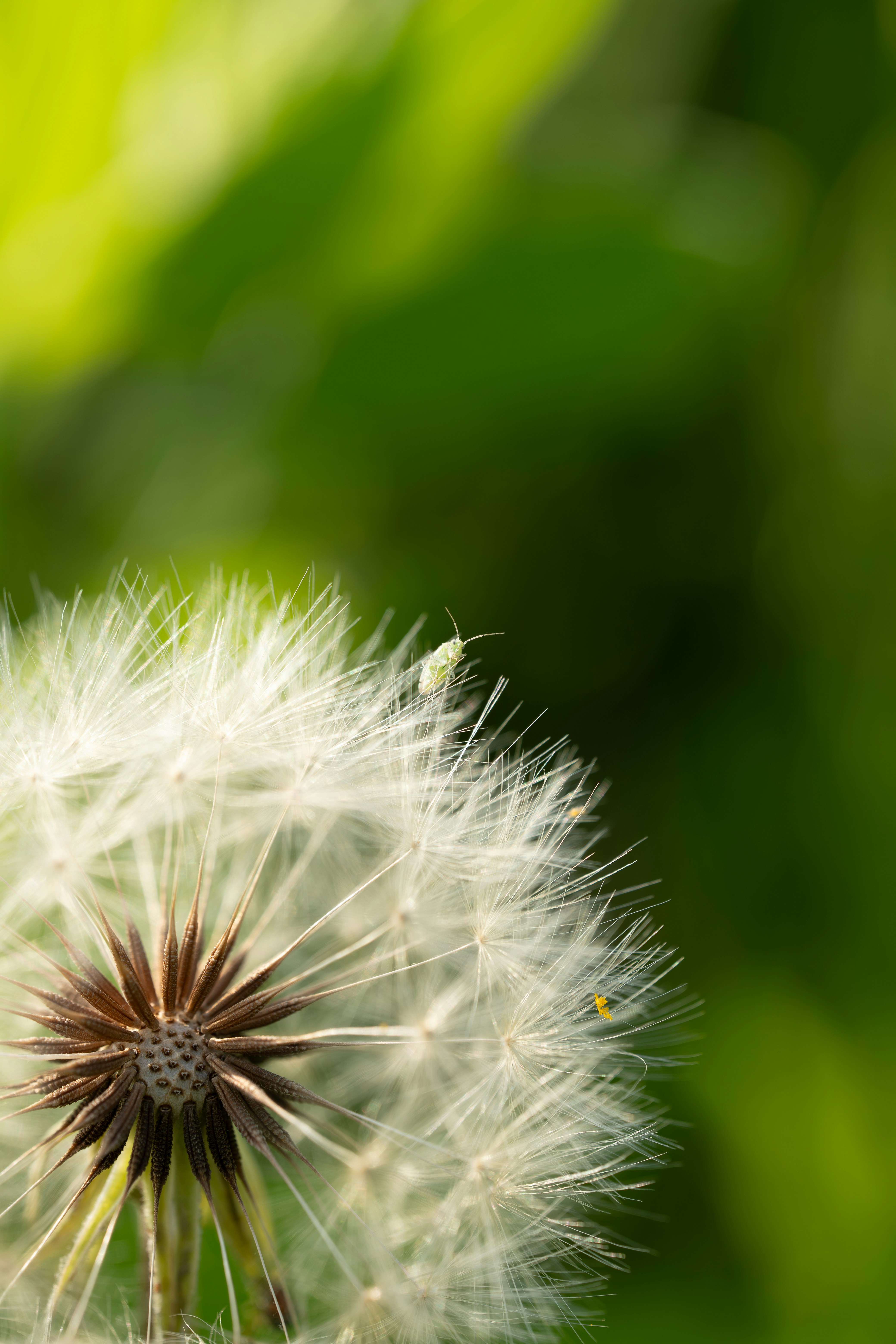 Puffball Seed Spotlight: Delicate Dandelion Twilight