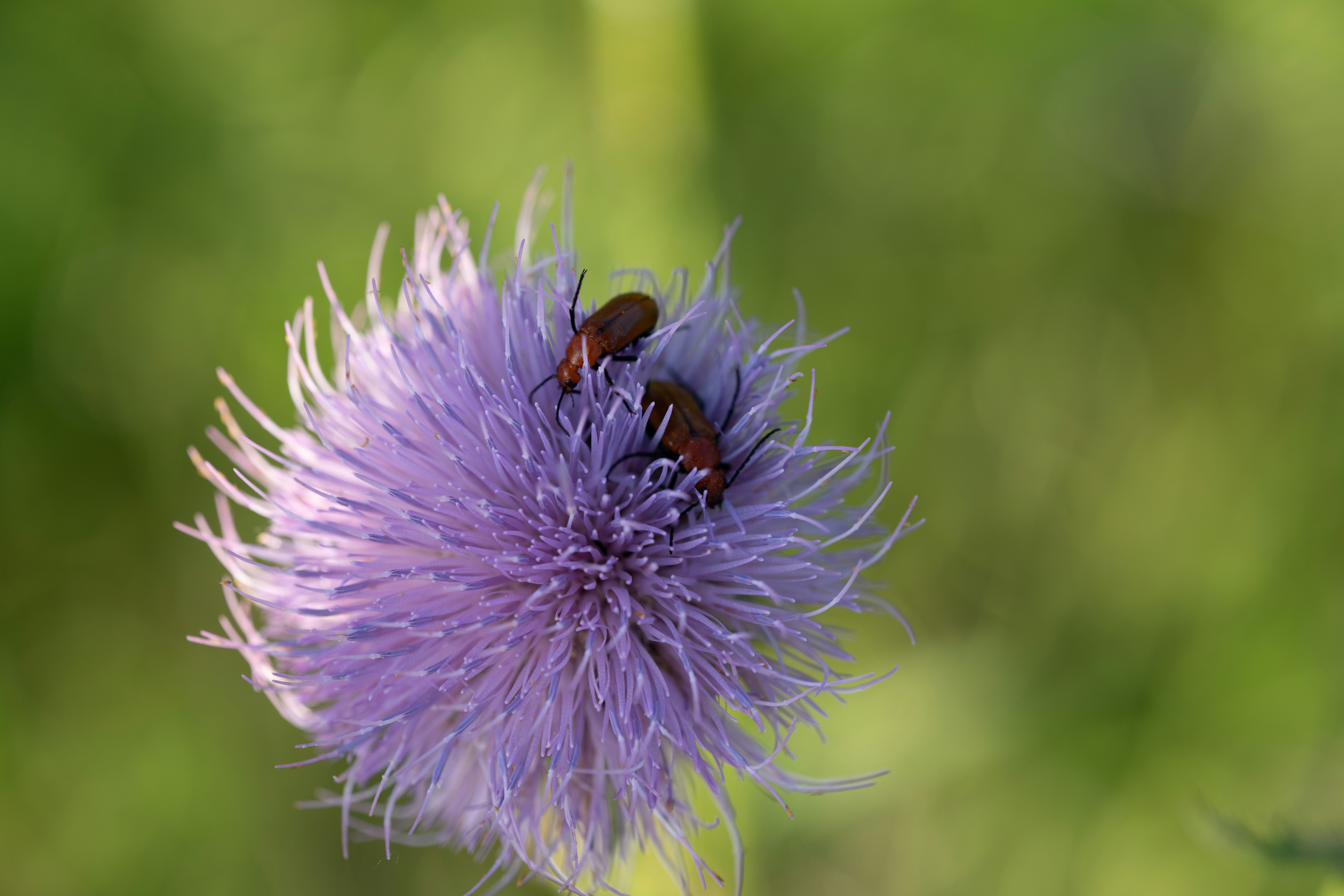 Purple thistle flower with two beetles clinging to its spines in a sunlit meadow.