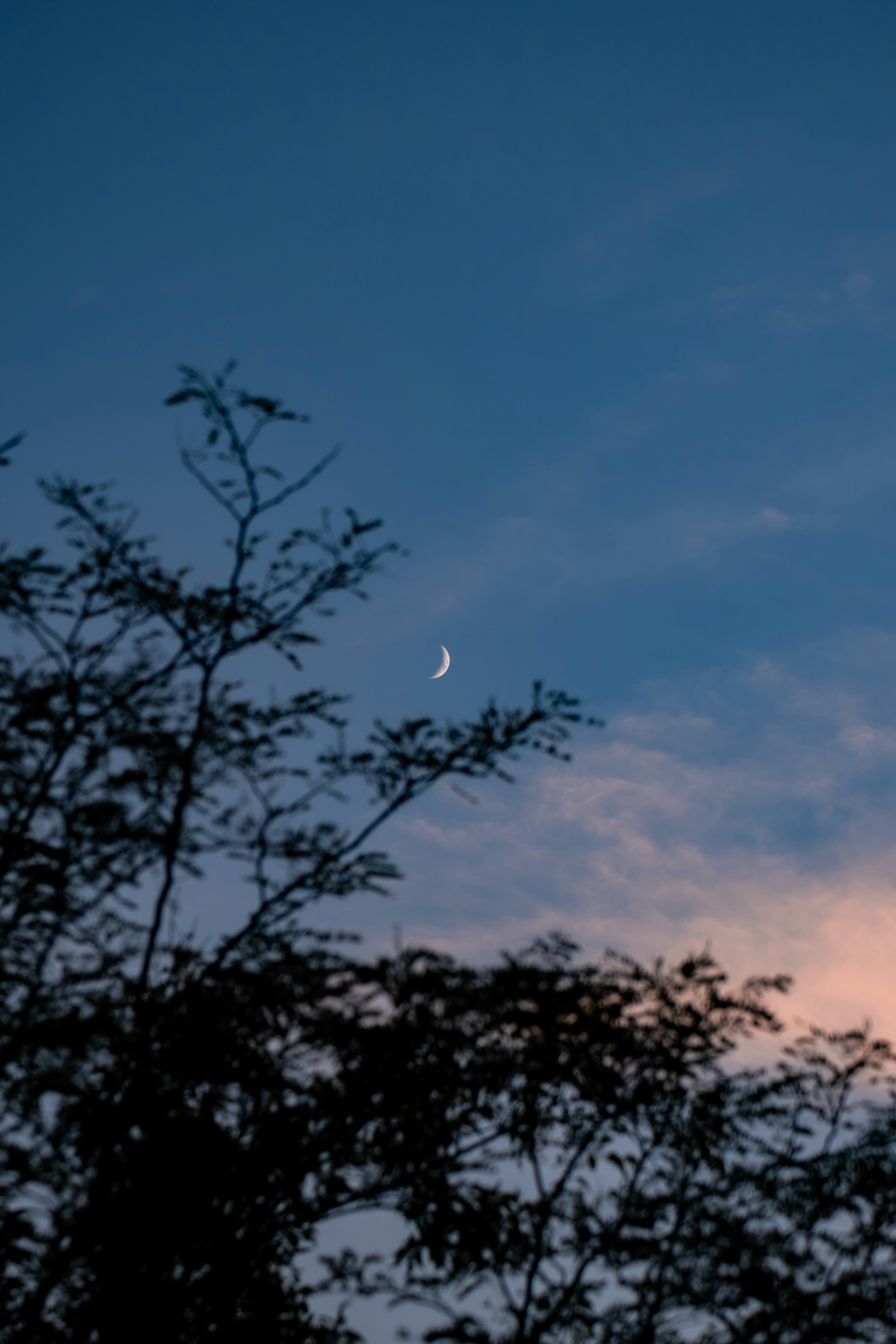 Crescent Moon Over Silhouetted Branches at Dusk