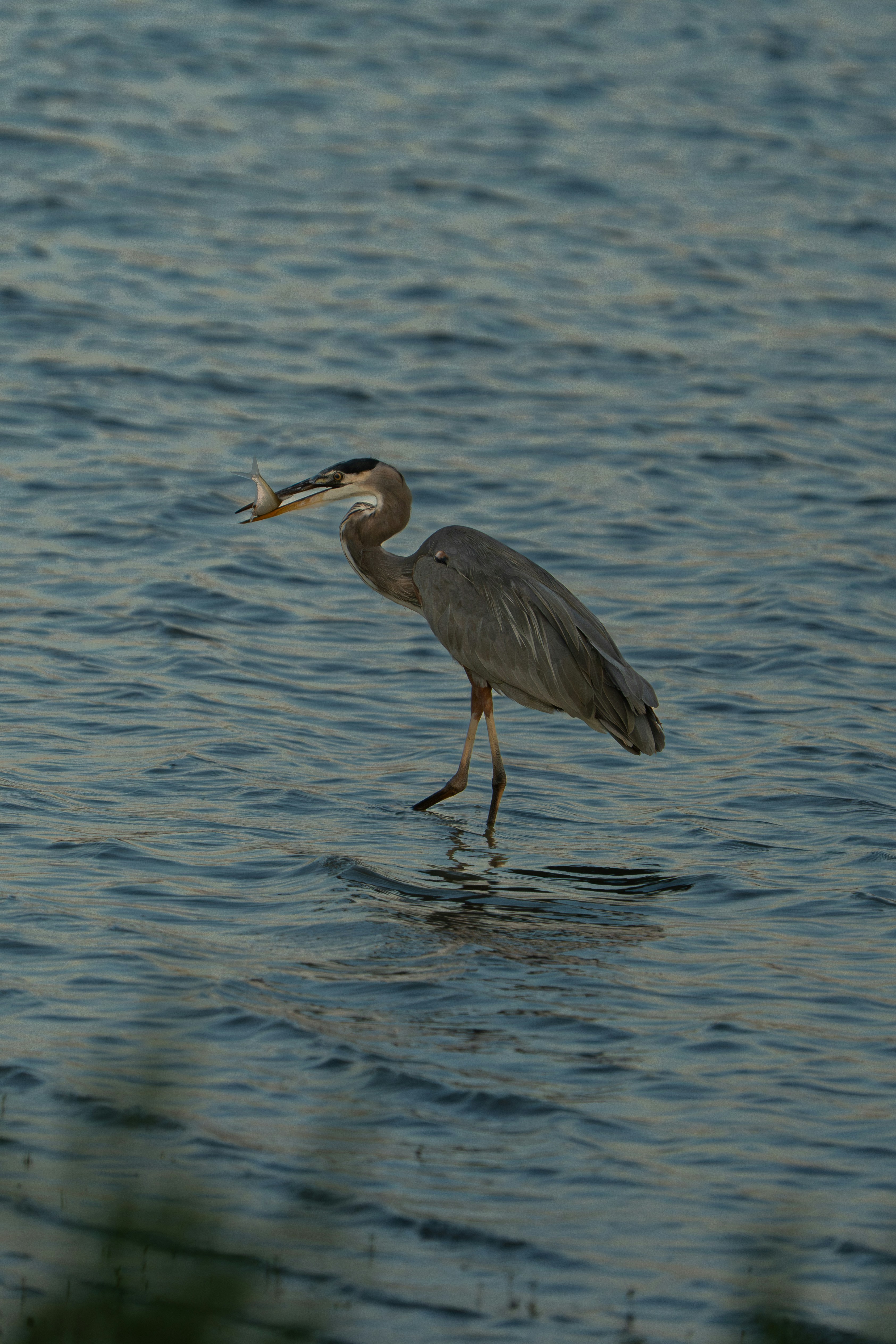 Heron with Shaped Prey: A Quiet Coastal Hunt