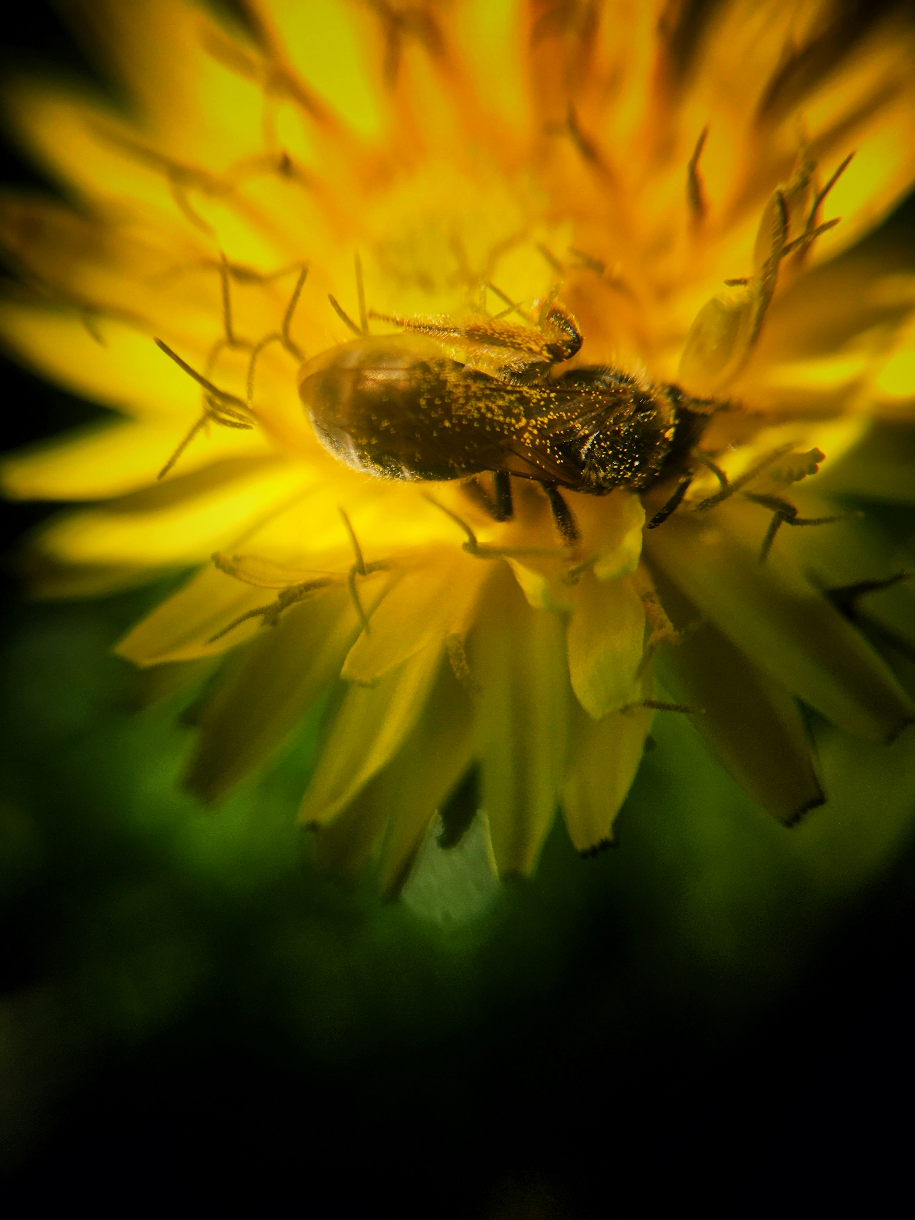 Golden Bloom, Tiny Warrior: A Bee in Focus