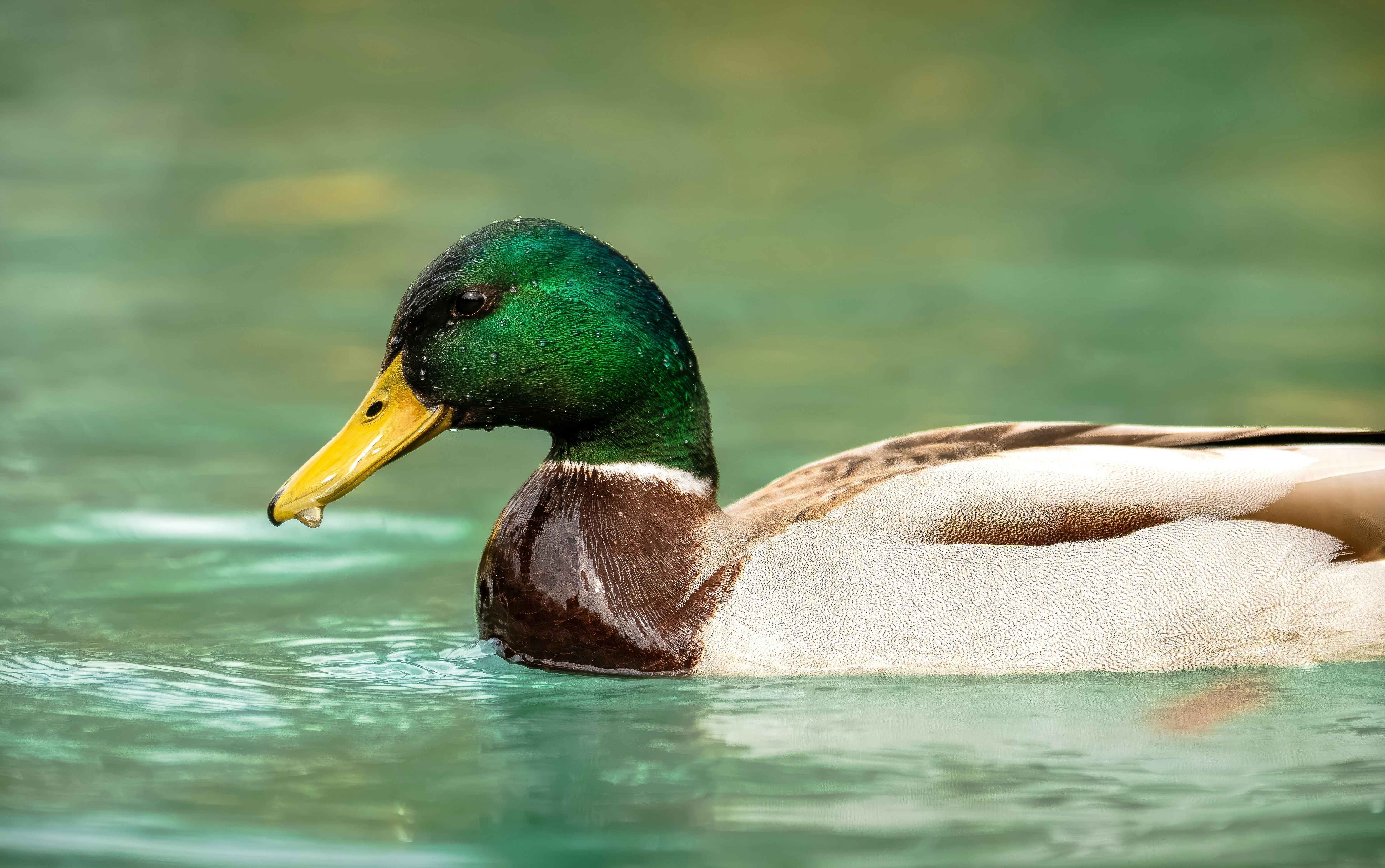 Emerald Crown: A Mallard Drifting Through Verdant Ripples
