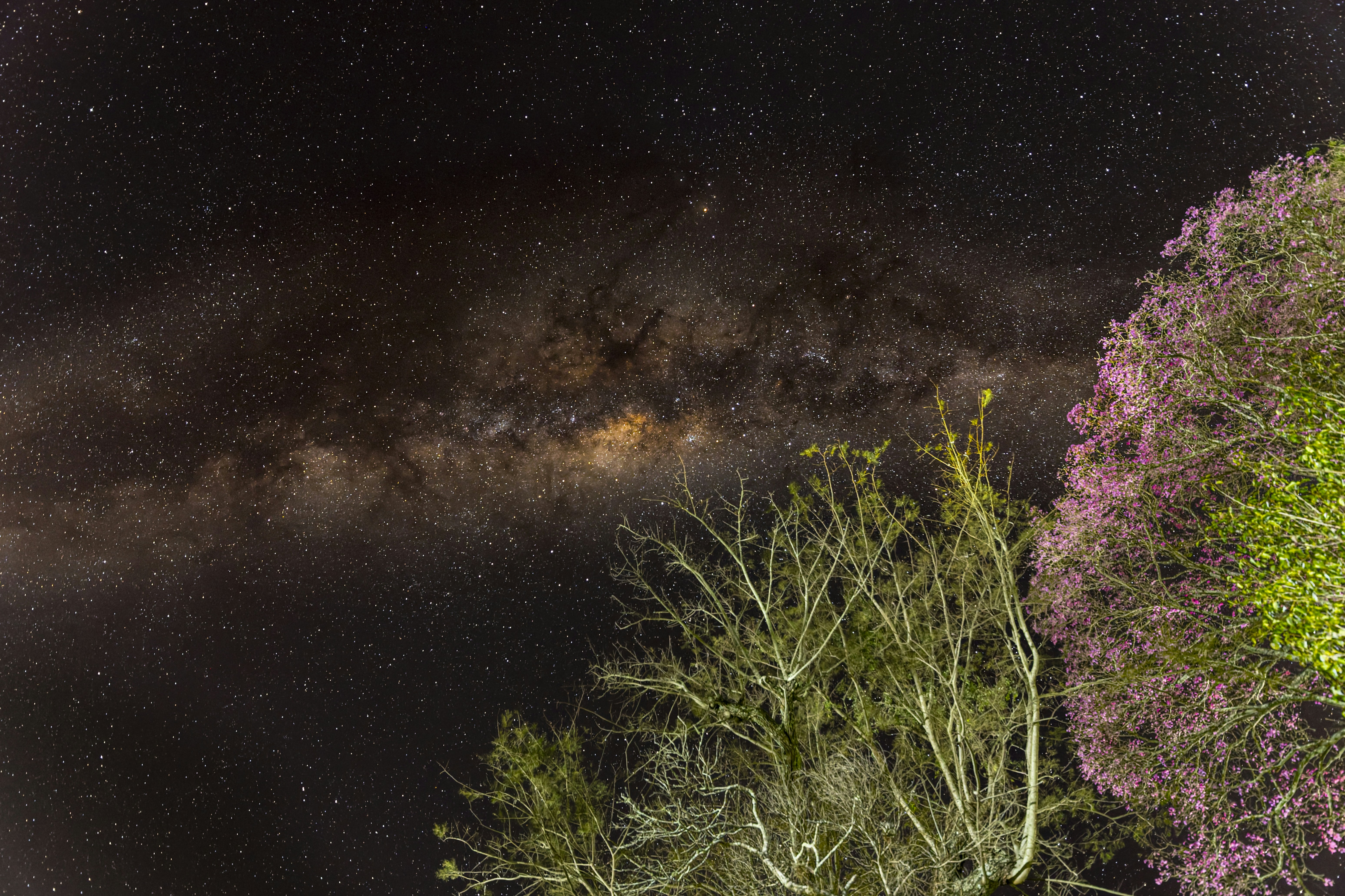 Milky Way over Moonlit Trees: Starry Sky meets Blooming Edge