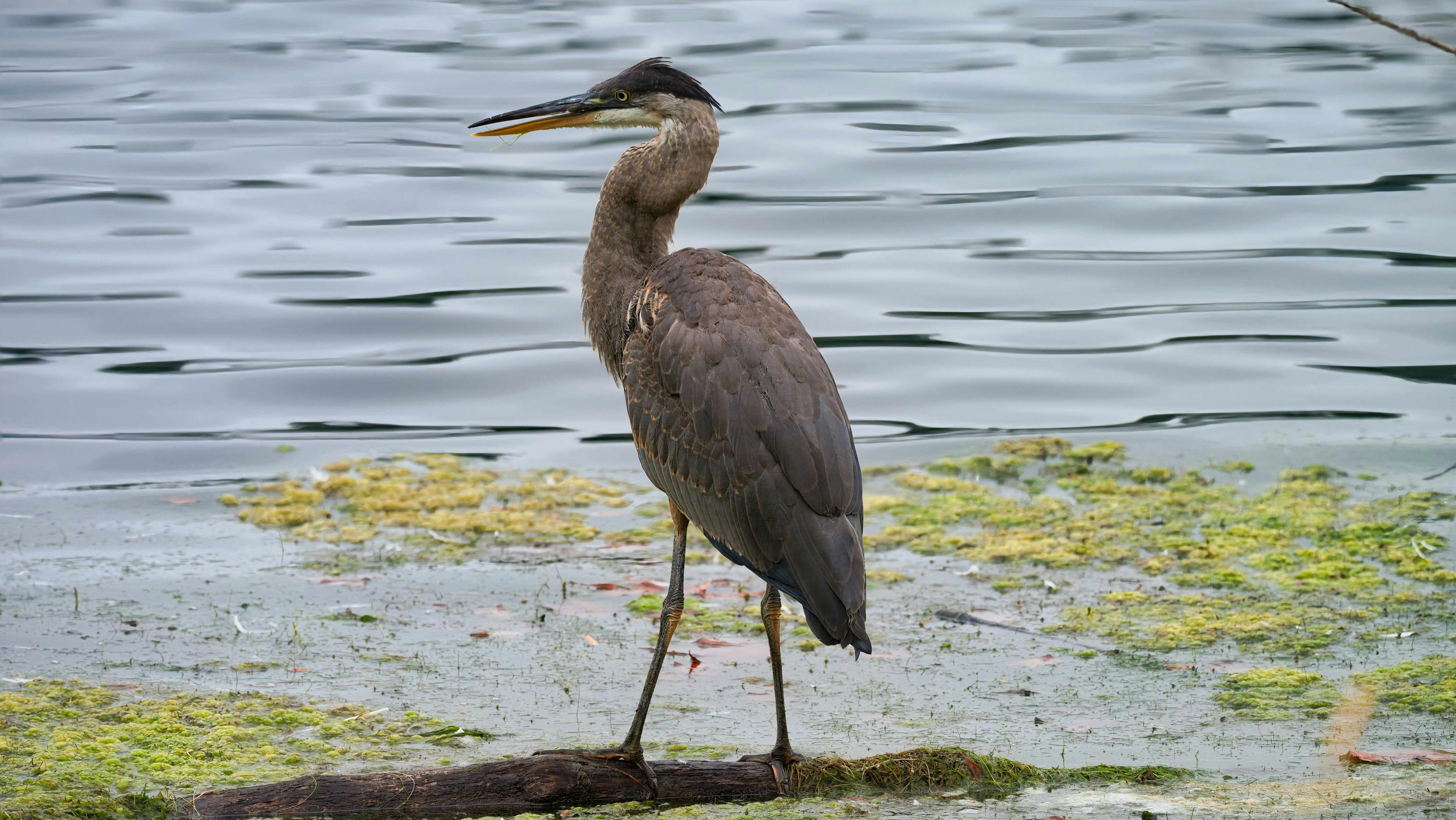 Silent Wader at the Edge of Grasses