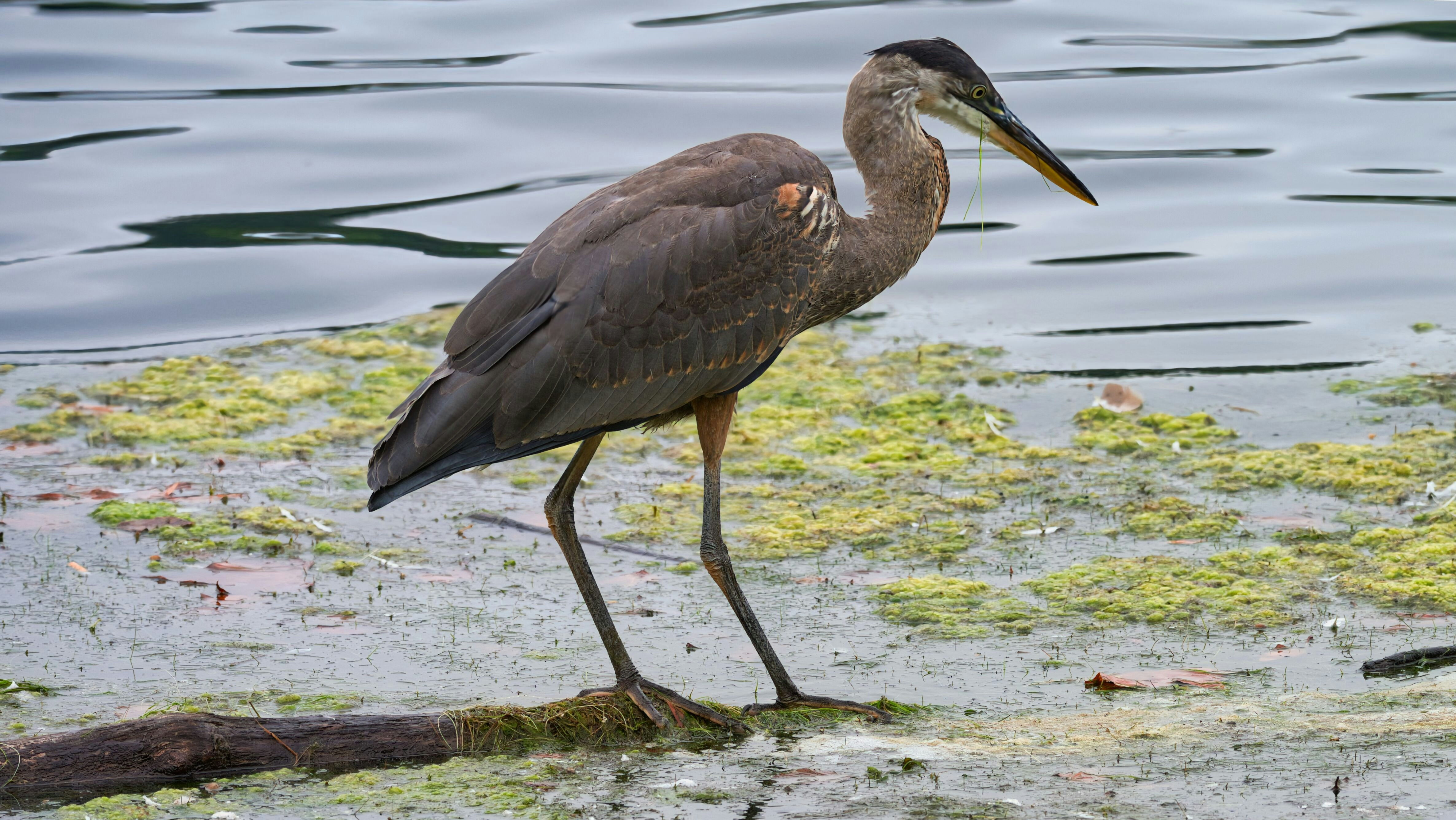 Stalking Profile: A Heron on a Mossy Riverbank