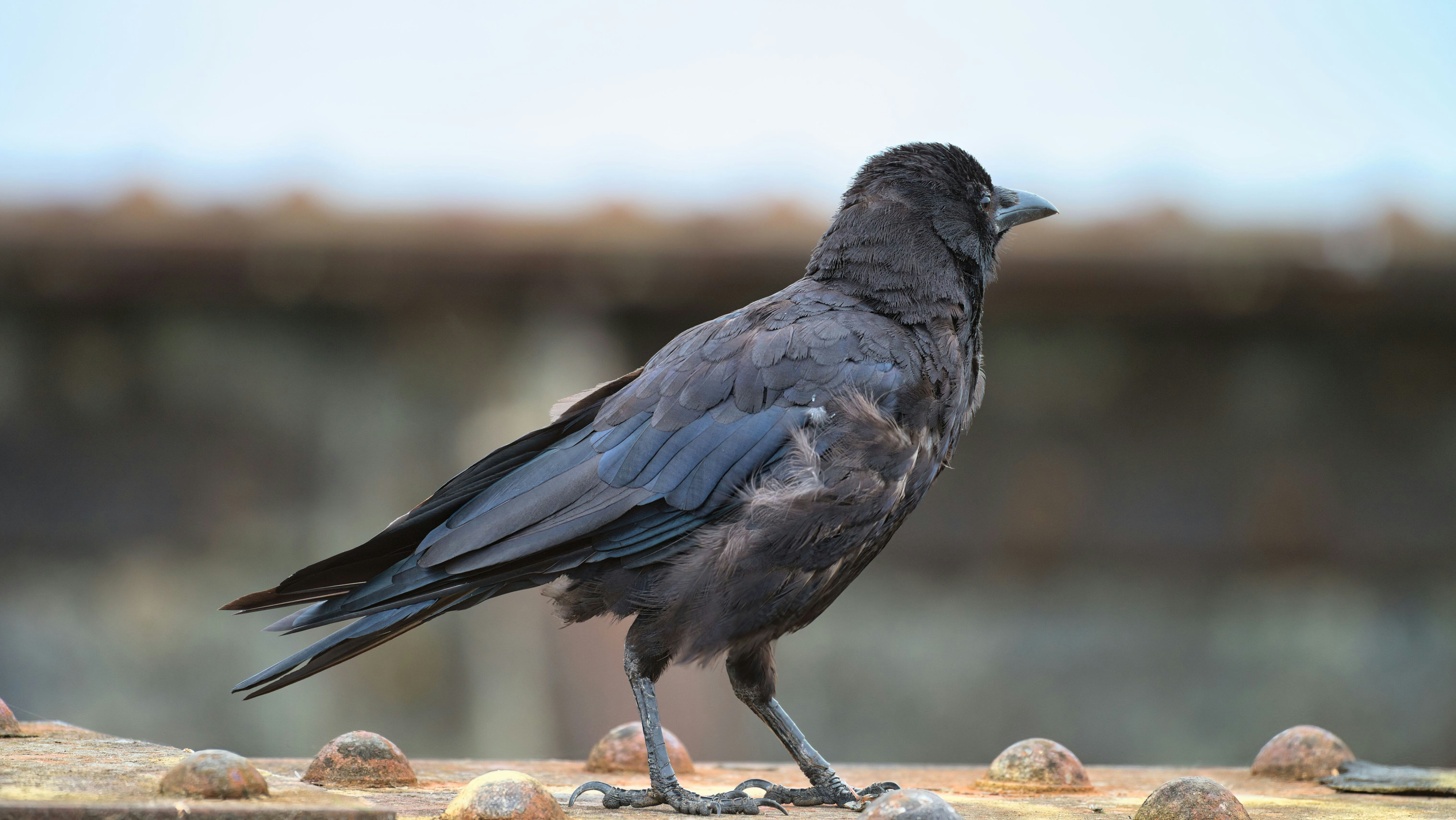 Midday Watchman: A Crow Perches with Quiet Poise