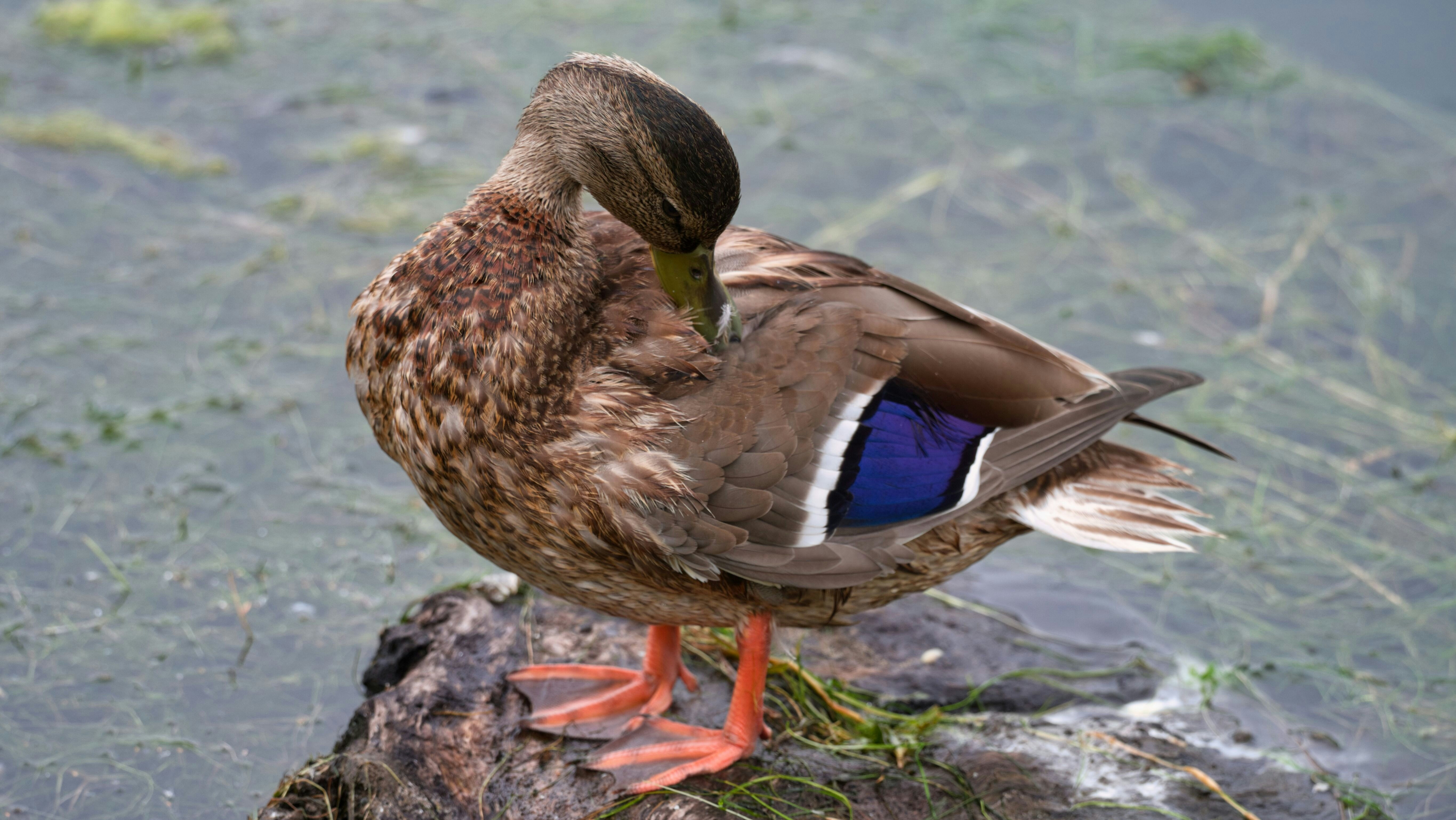 A duck preens along the water's edge, its wing reveal and vibrant blue speculum catching the light. The scene focuses on the bird's posture and texture in shallow, reflective water.