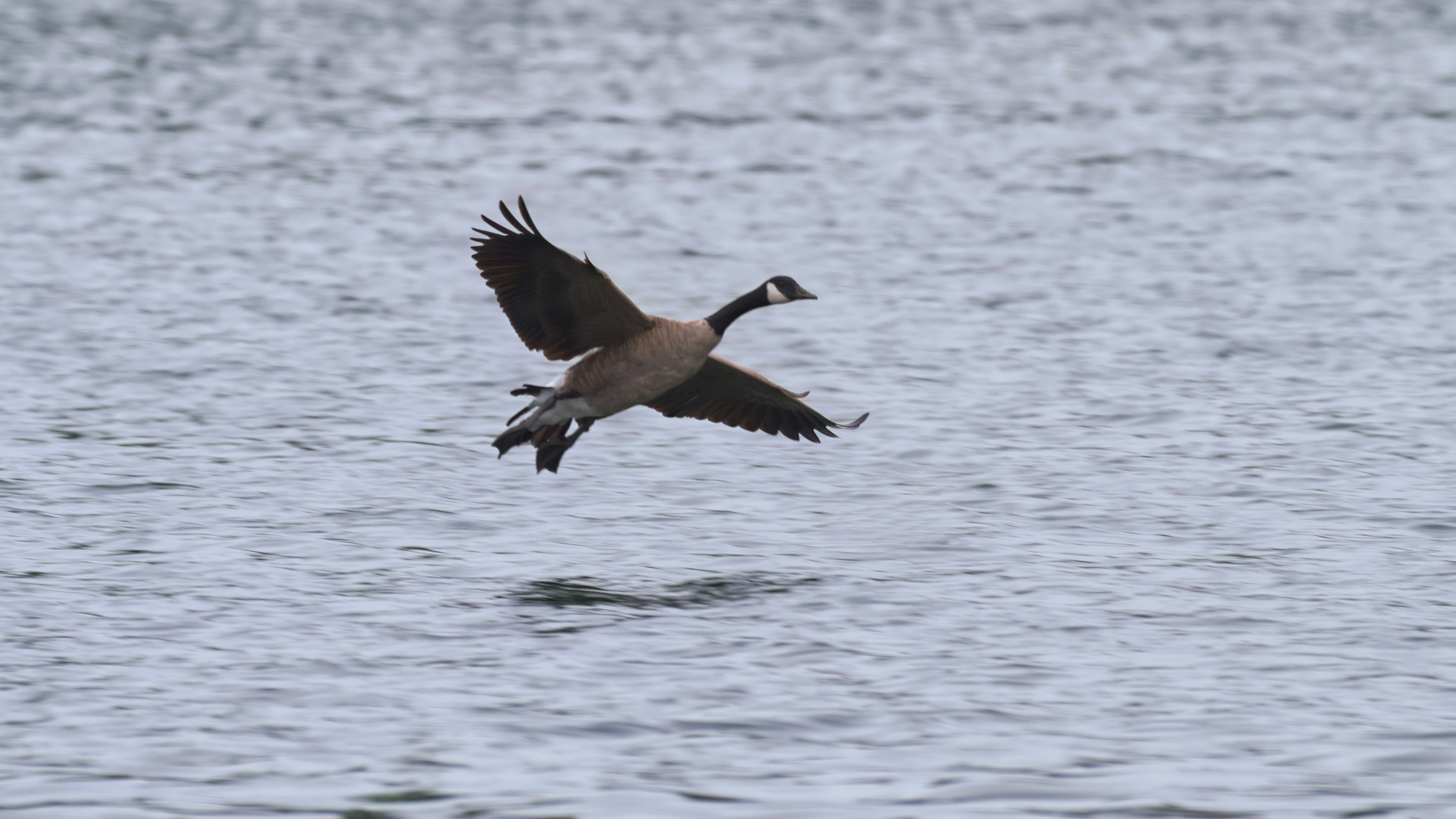 A lone goose glides just above a rippled lake