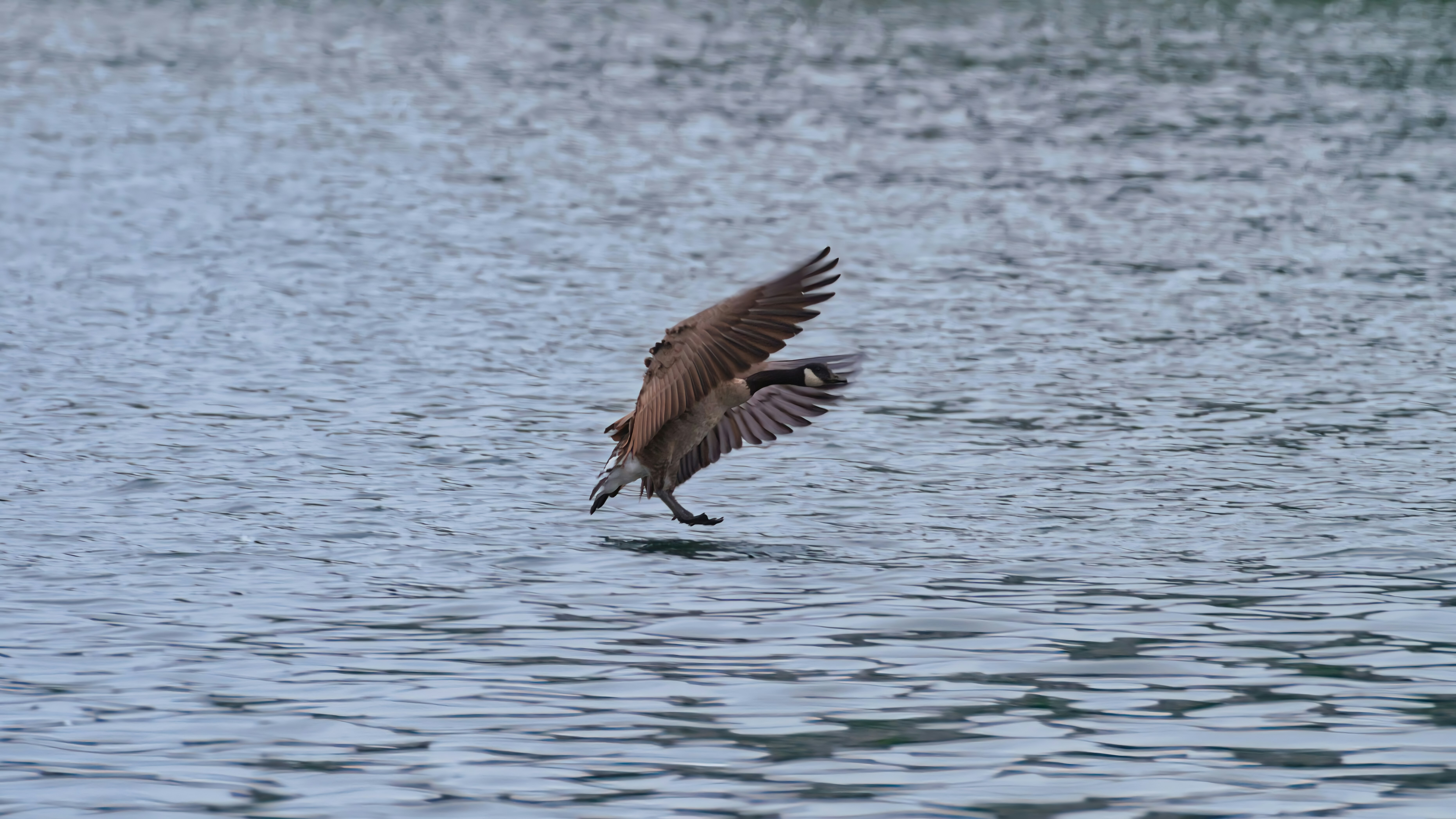 Wingbeat Over Still Waters