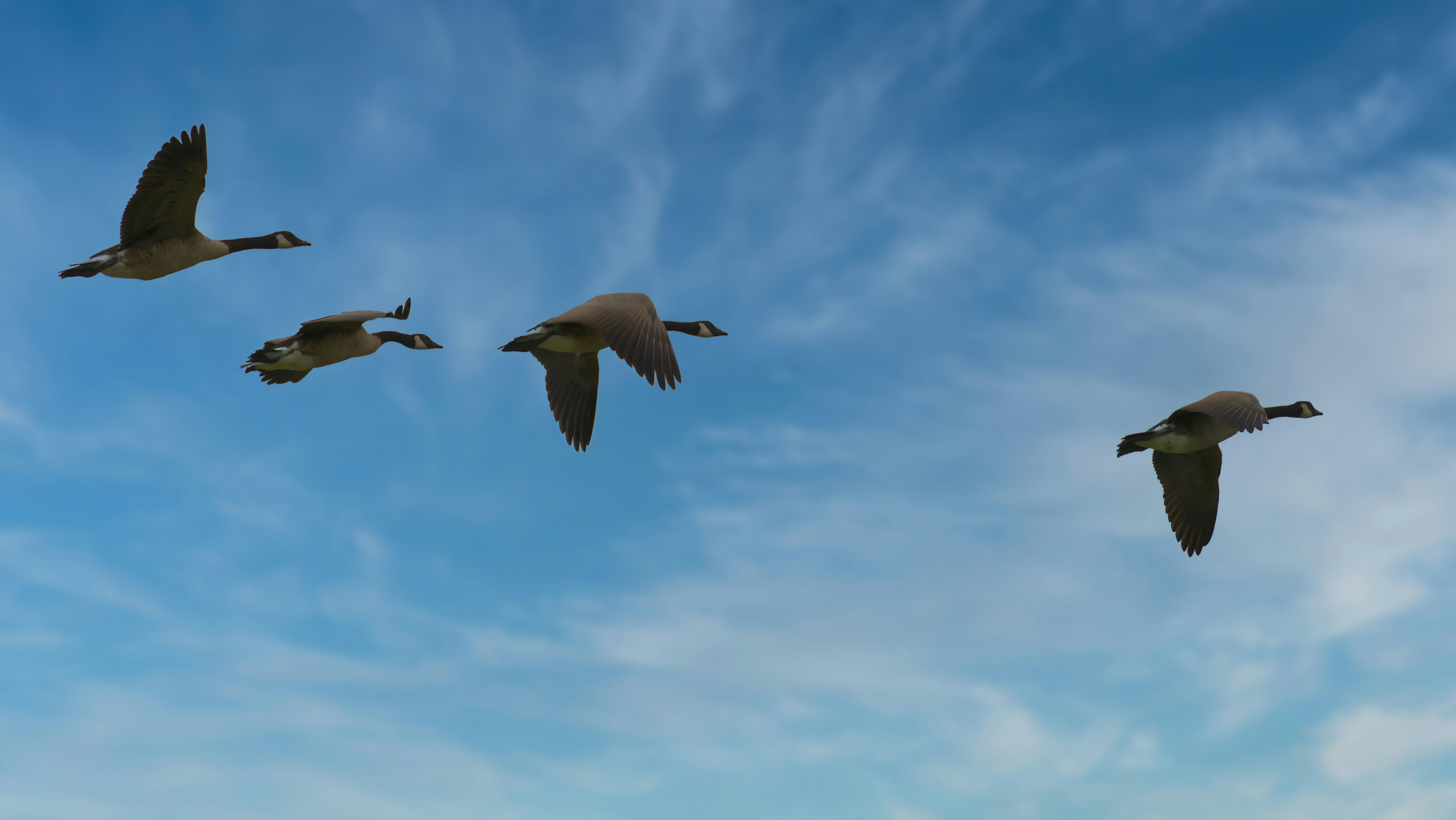 Four V-form Birds in a Clear Sky