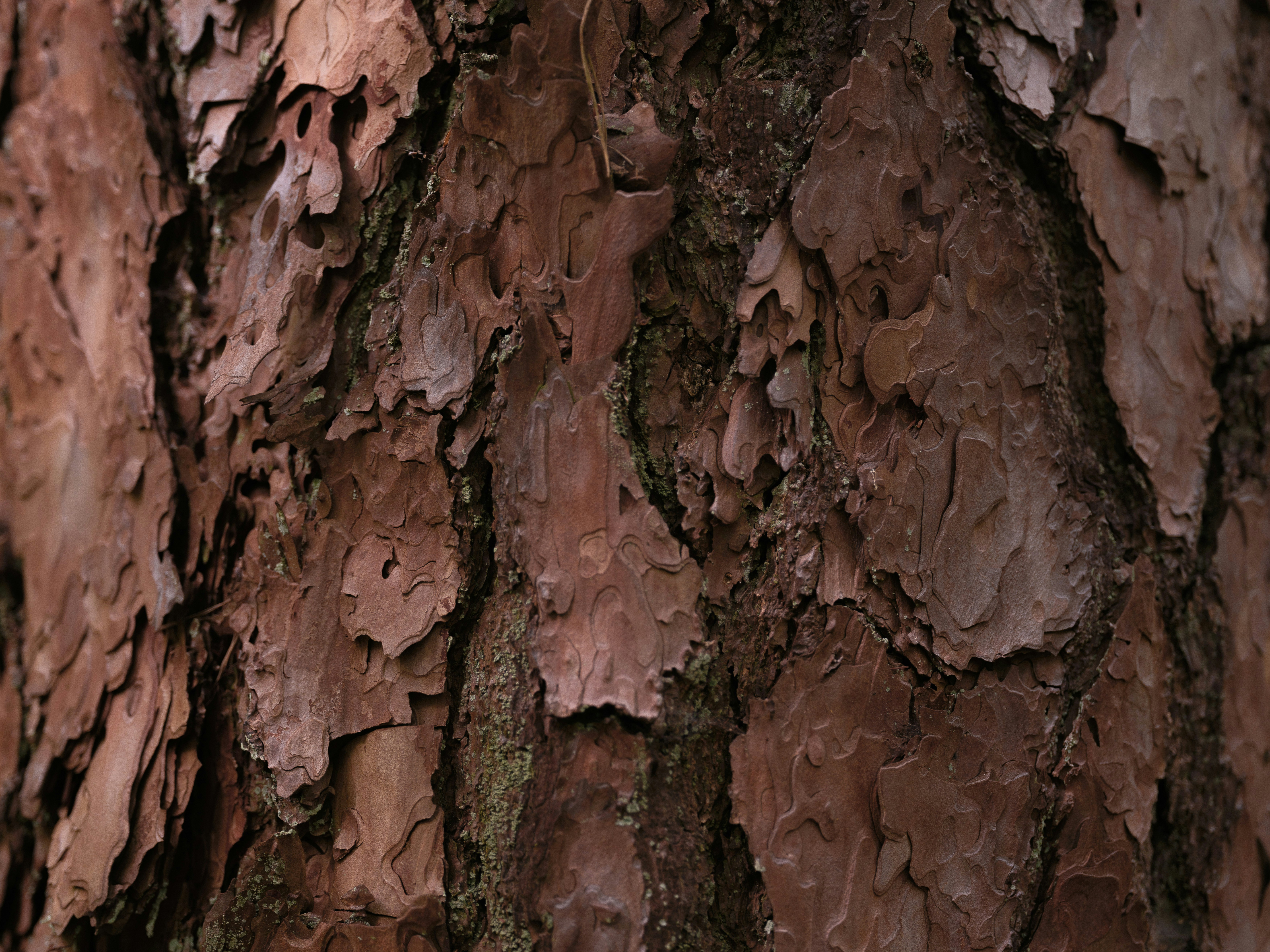 Close-up of tree bark textures forming layered, flaky patterns with earthy tones and hints of moss; a natural macro study emphasizing surface detail and micro-structure.