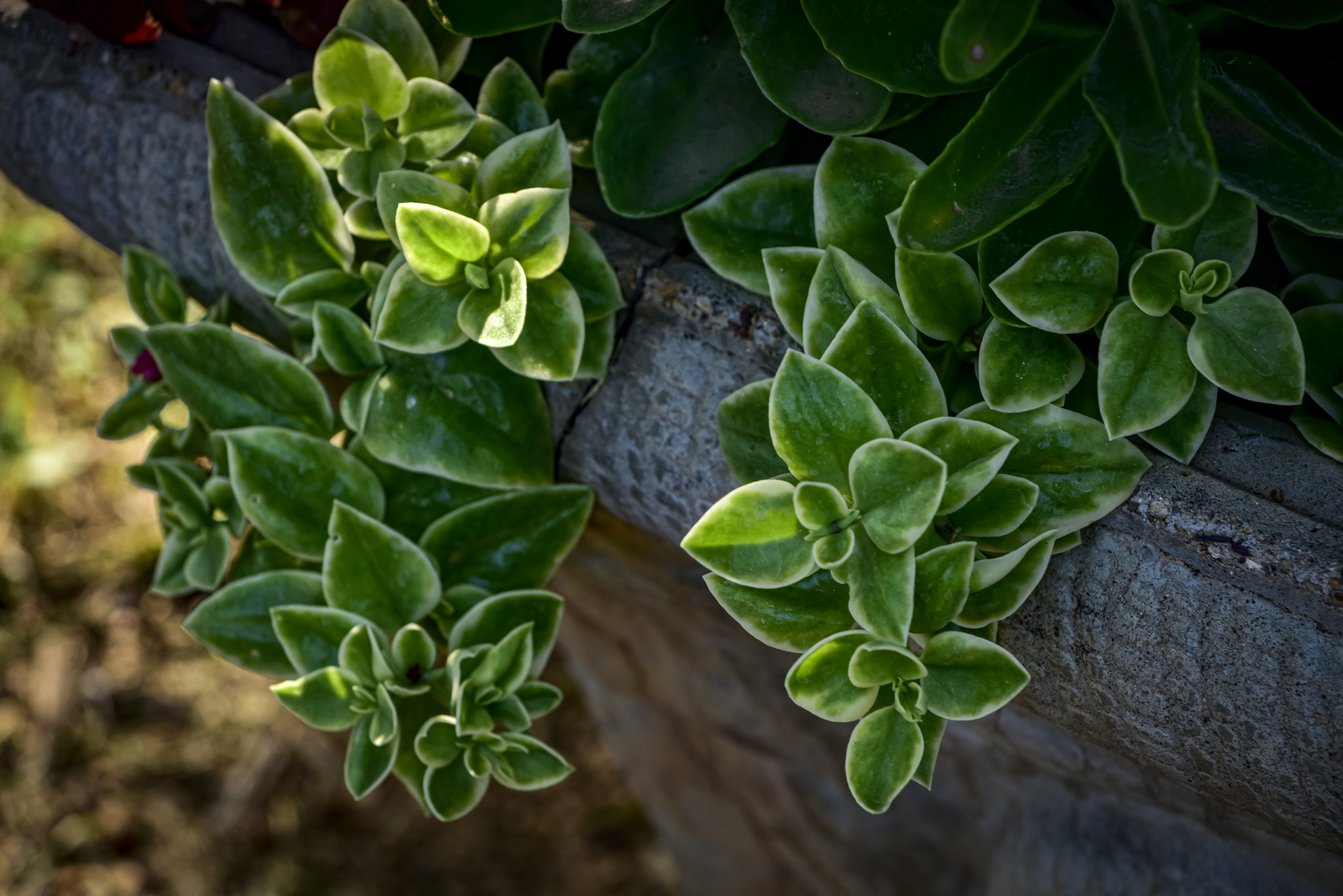 Green Succulents Along a Weathered Edge