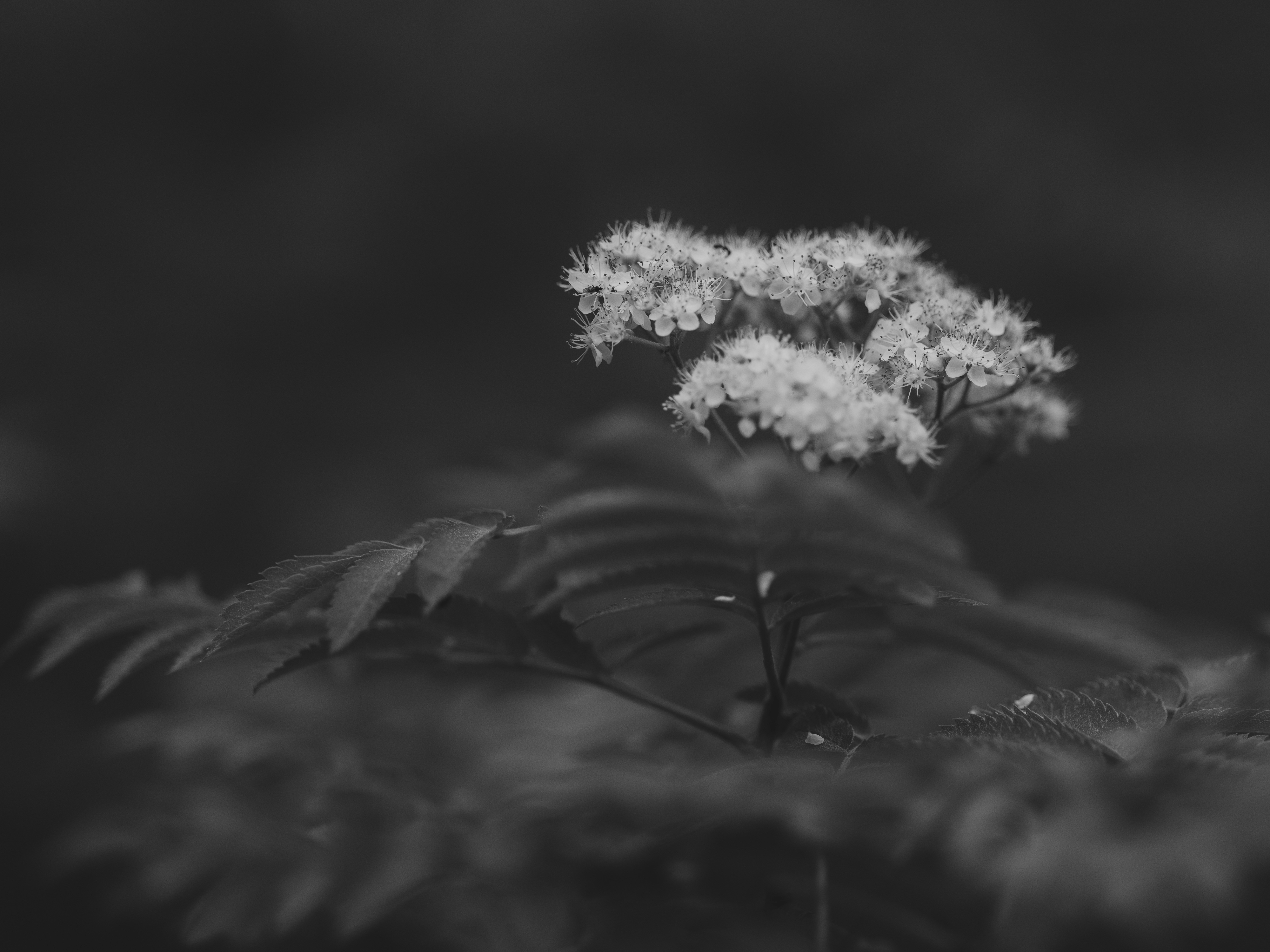 Soft Focus Majesty: Ferns and White Cluster in Quiet Monochrome