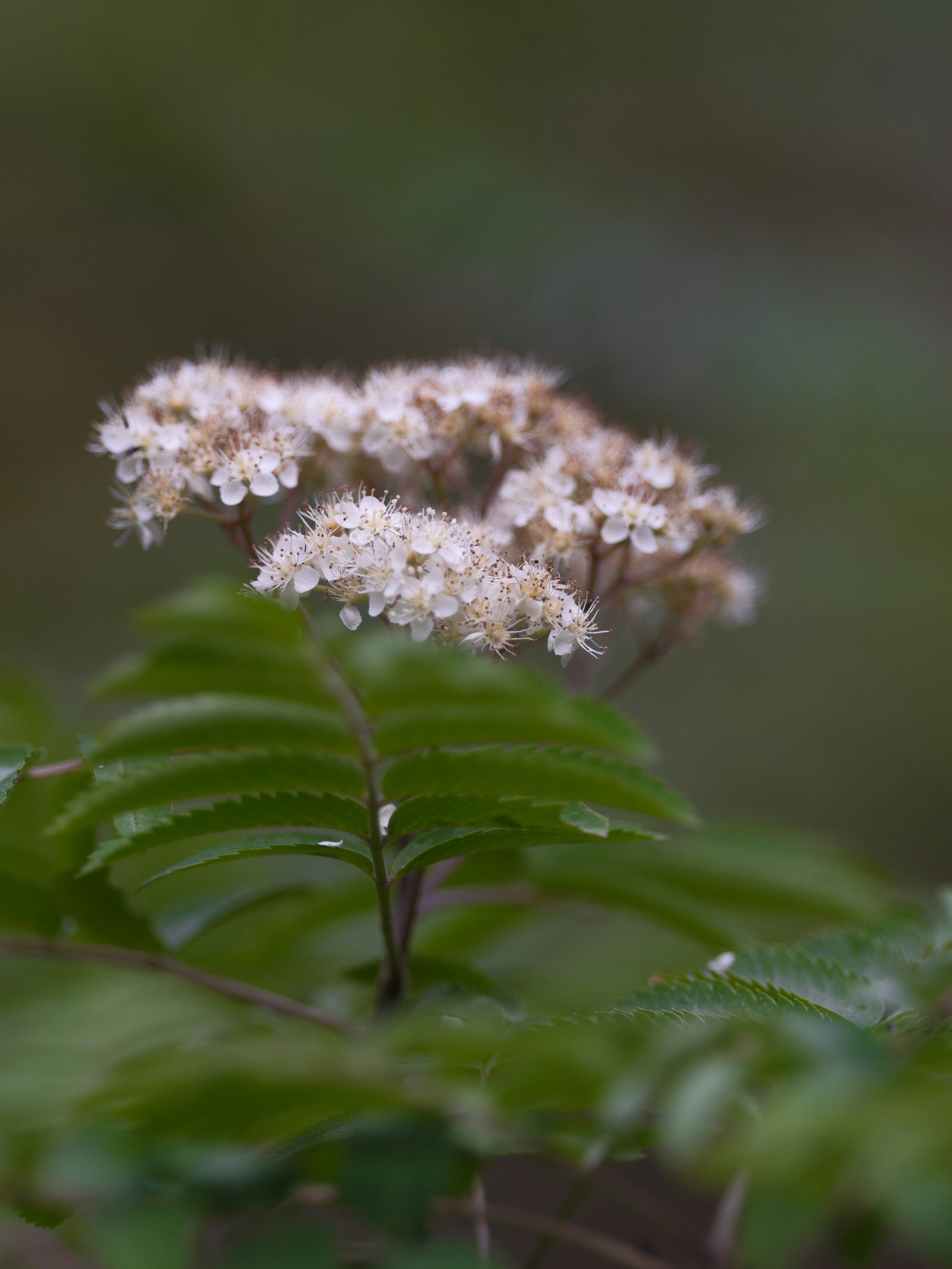 Snow-white blooms on a quiet fern-backlit stem