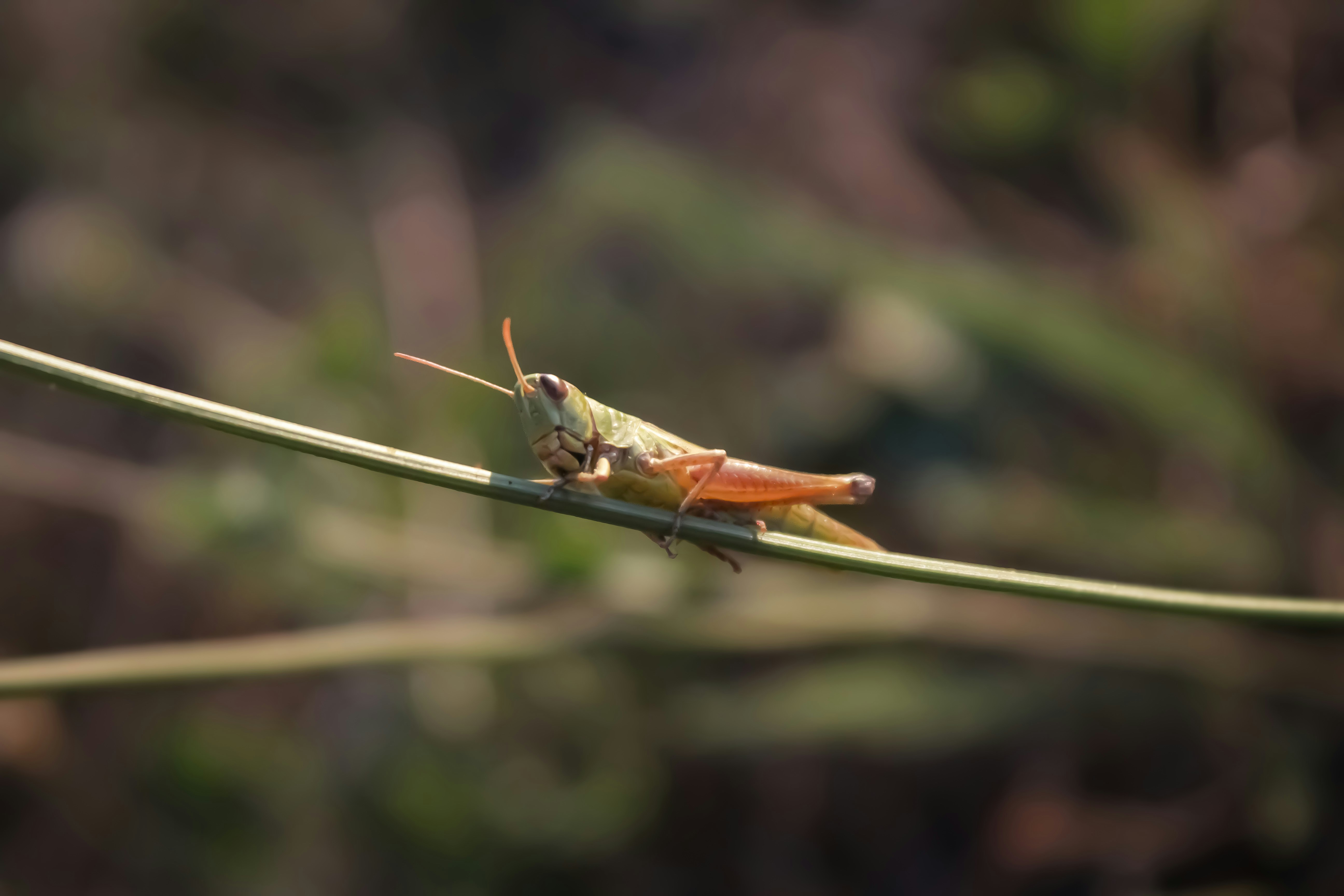 A Grasshopper's Pause: Orange-Tailed Climber on a Silvery Stem