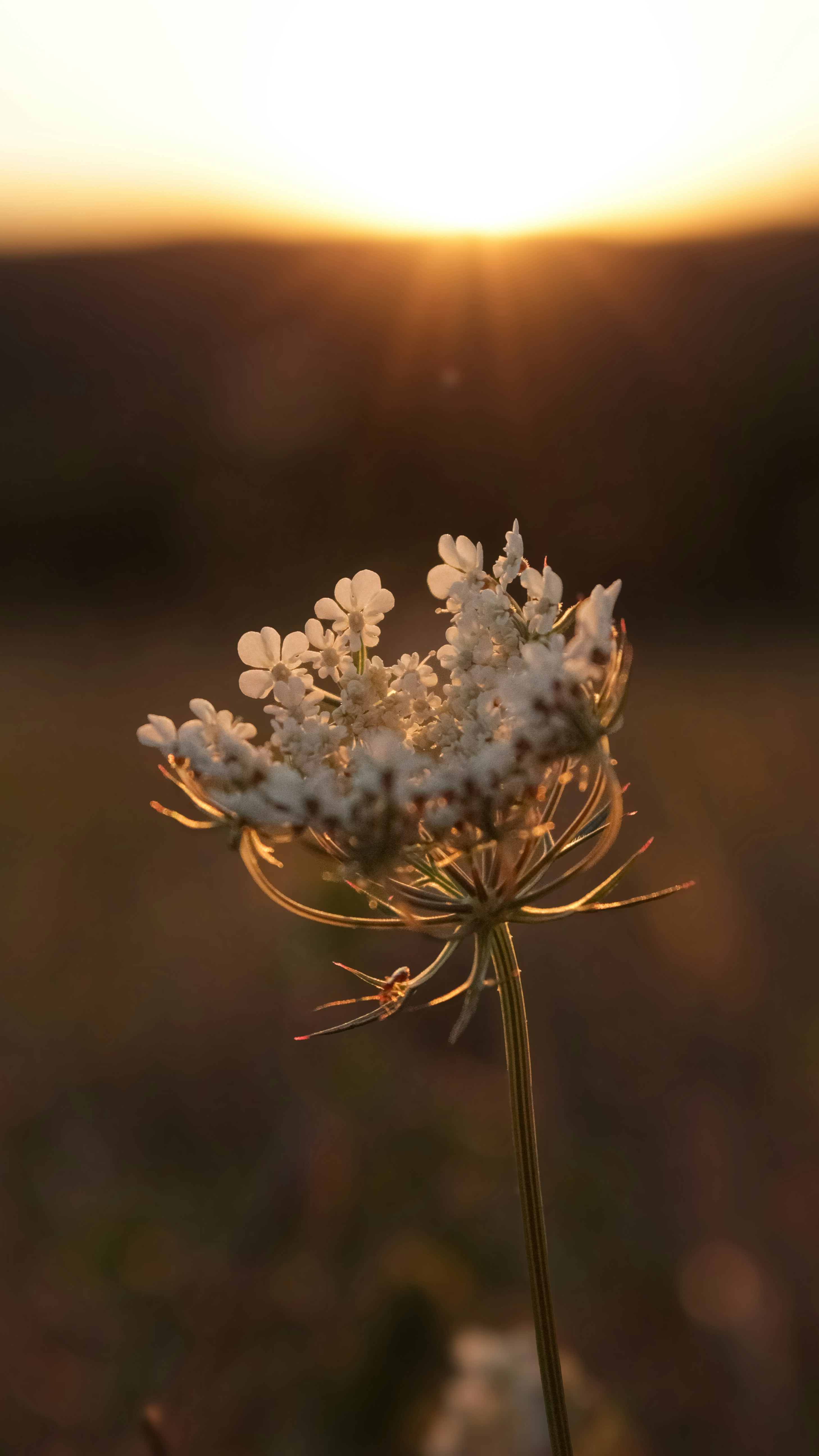 Sunset Bloom: A Wildflower Reaches for the Last Light