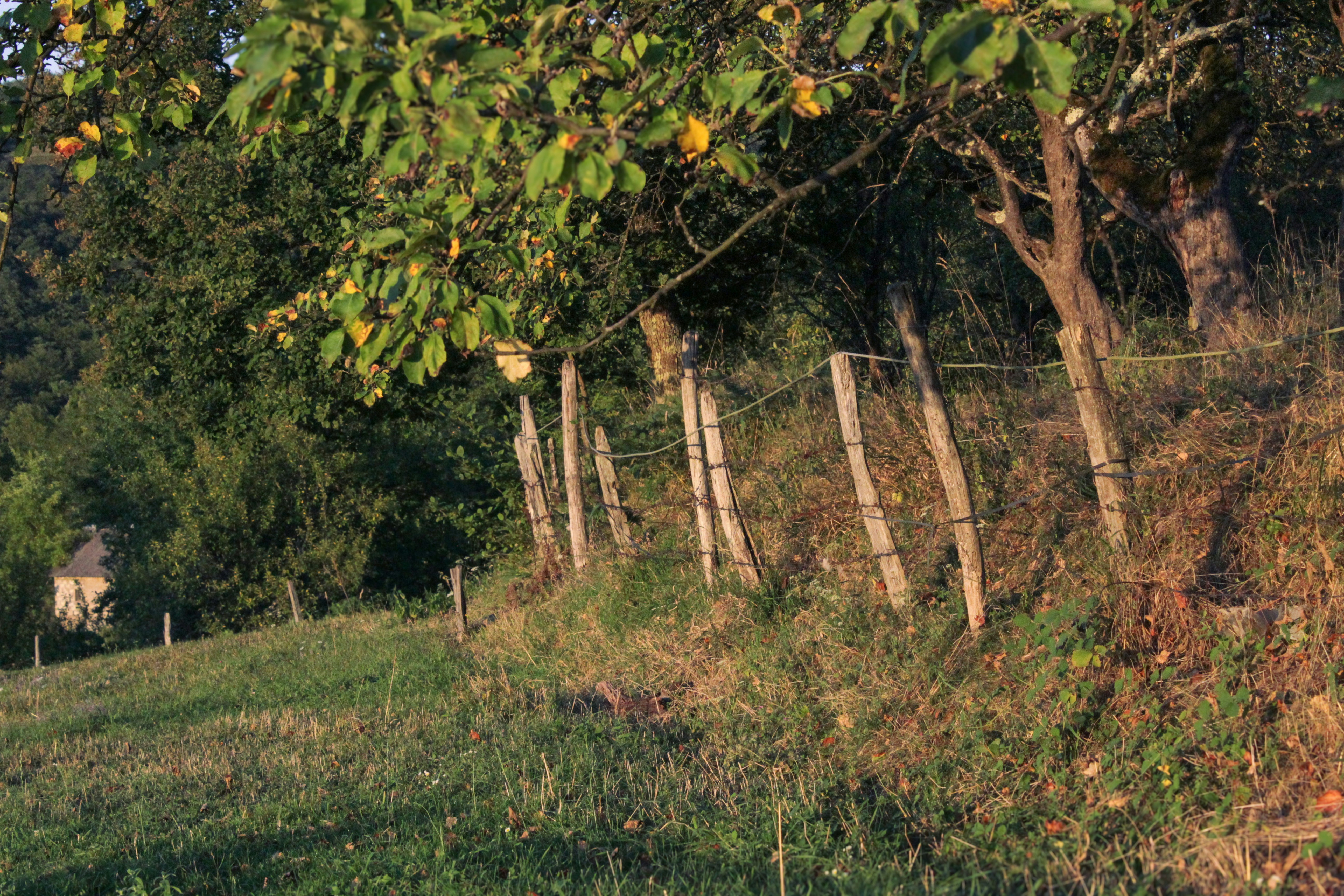 Sunny Rural Fenceline: Trees, Grass, and Rustic Posts at Dusk