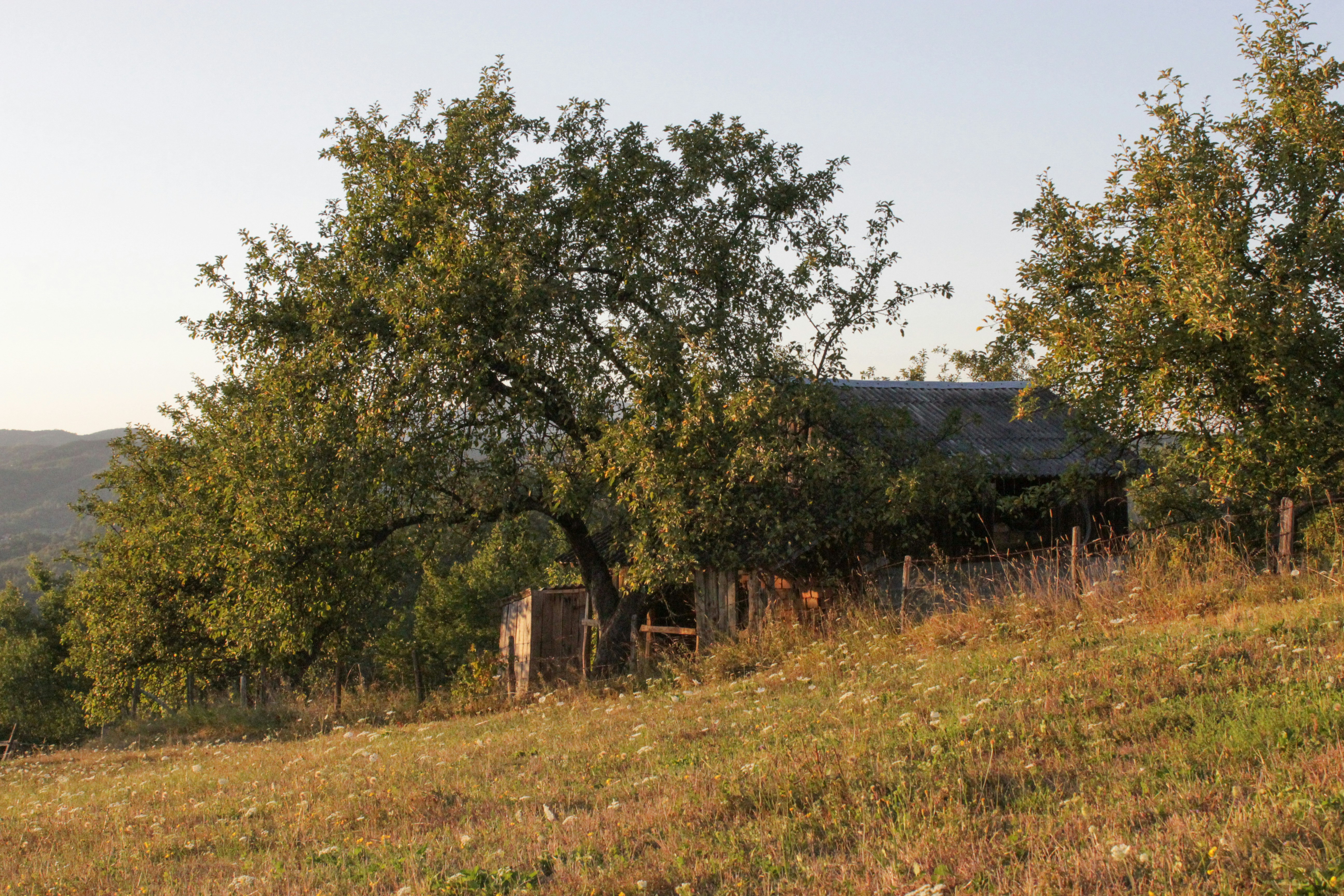Sunlit Oak and Rustic Fence on a Golden Slope