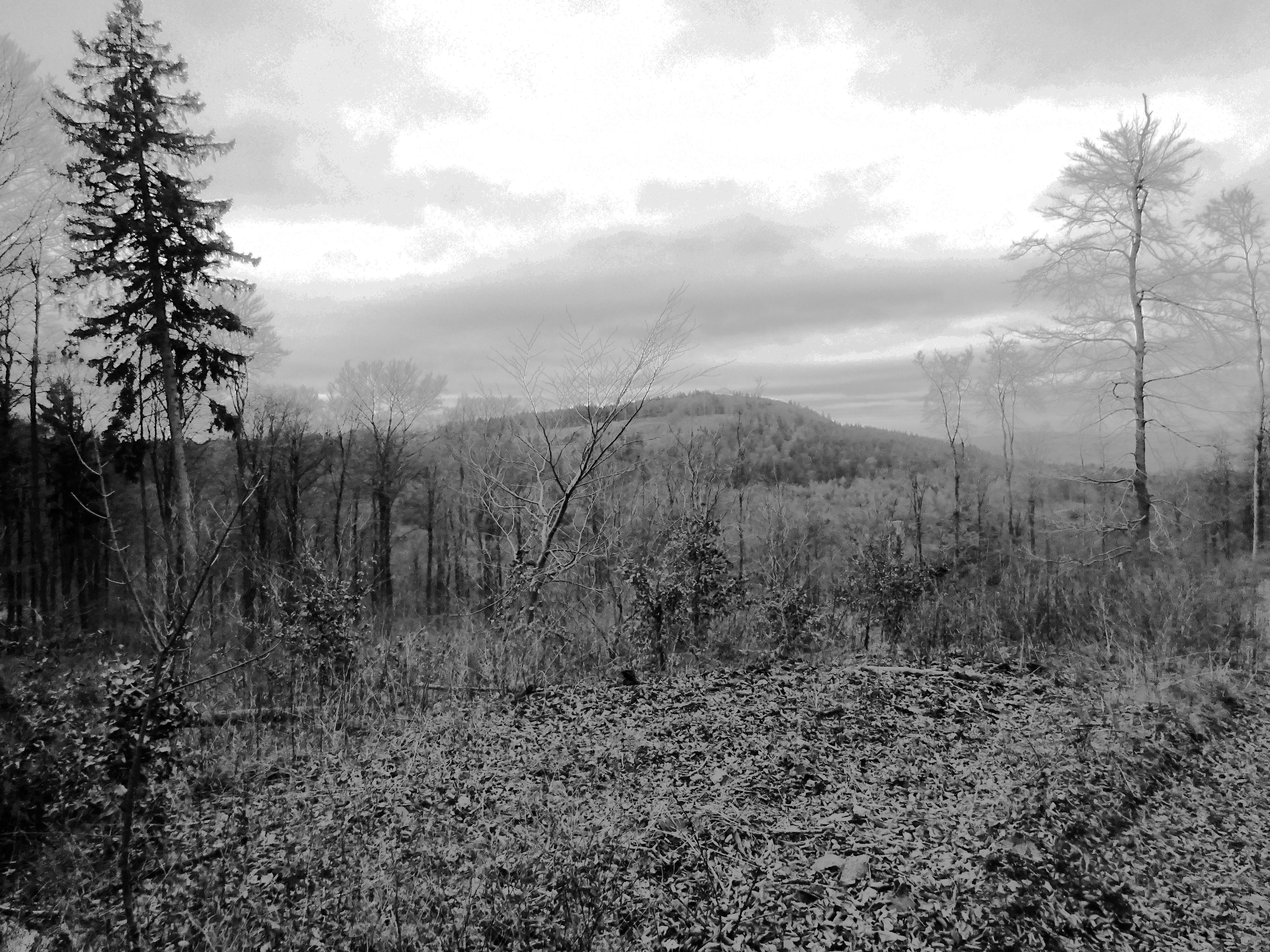 Silent Horizon Over a Winter-Worn Clearing
