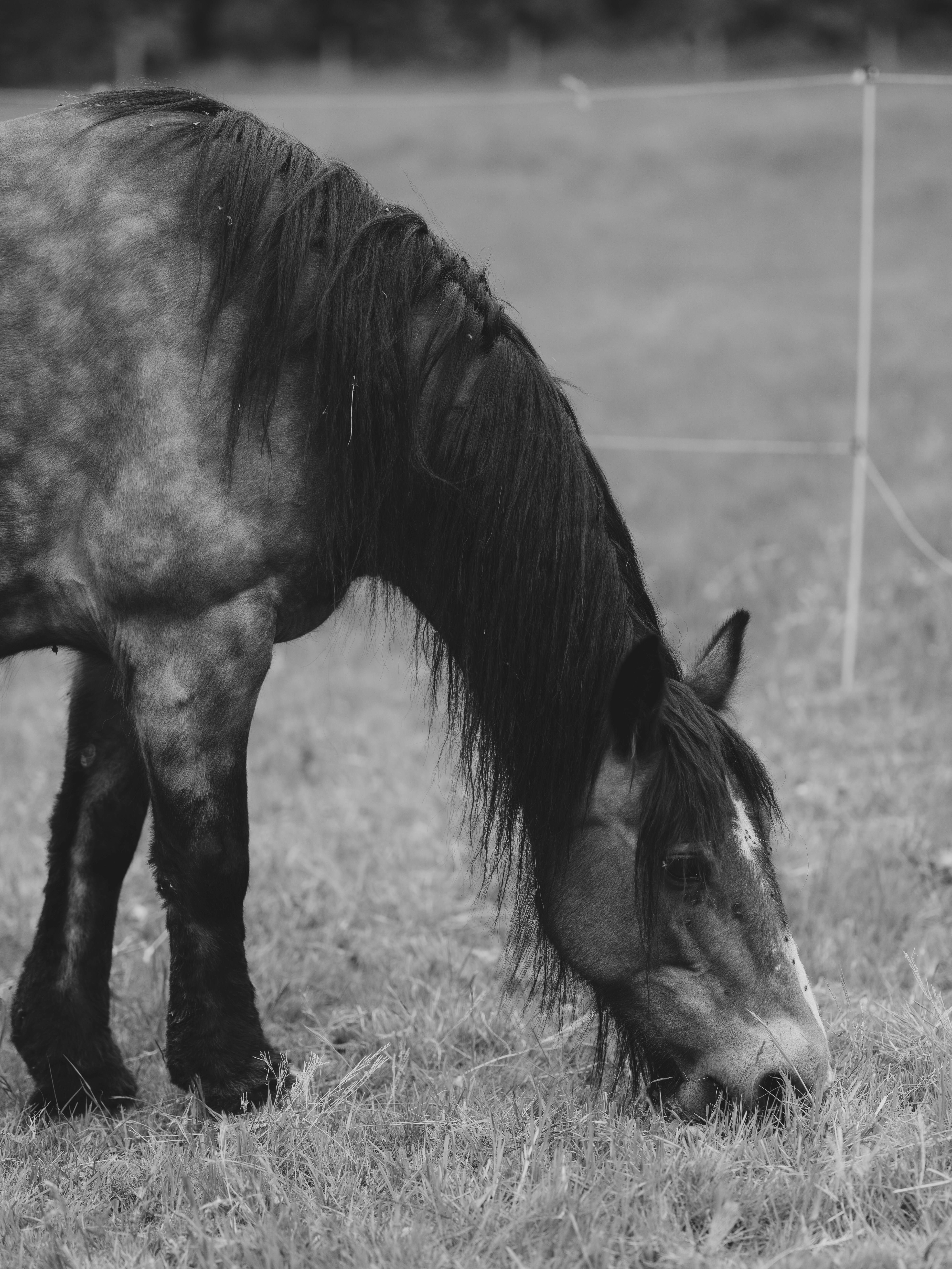 Grazing Quiet: A Horse Nibbles in Soft Field Light