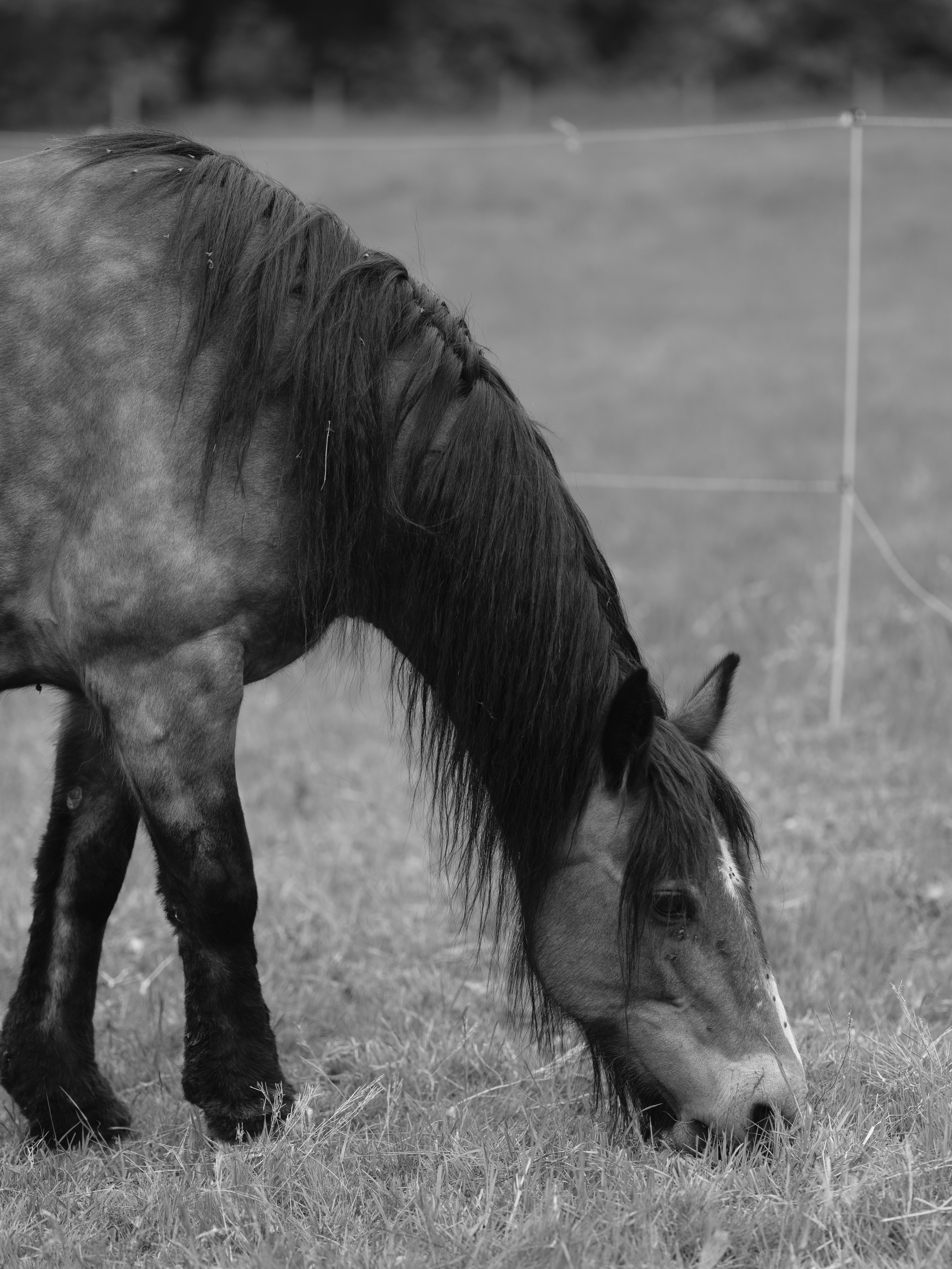 Pasture Study: A Horse Quietly Grazes in Soft Monochrome