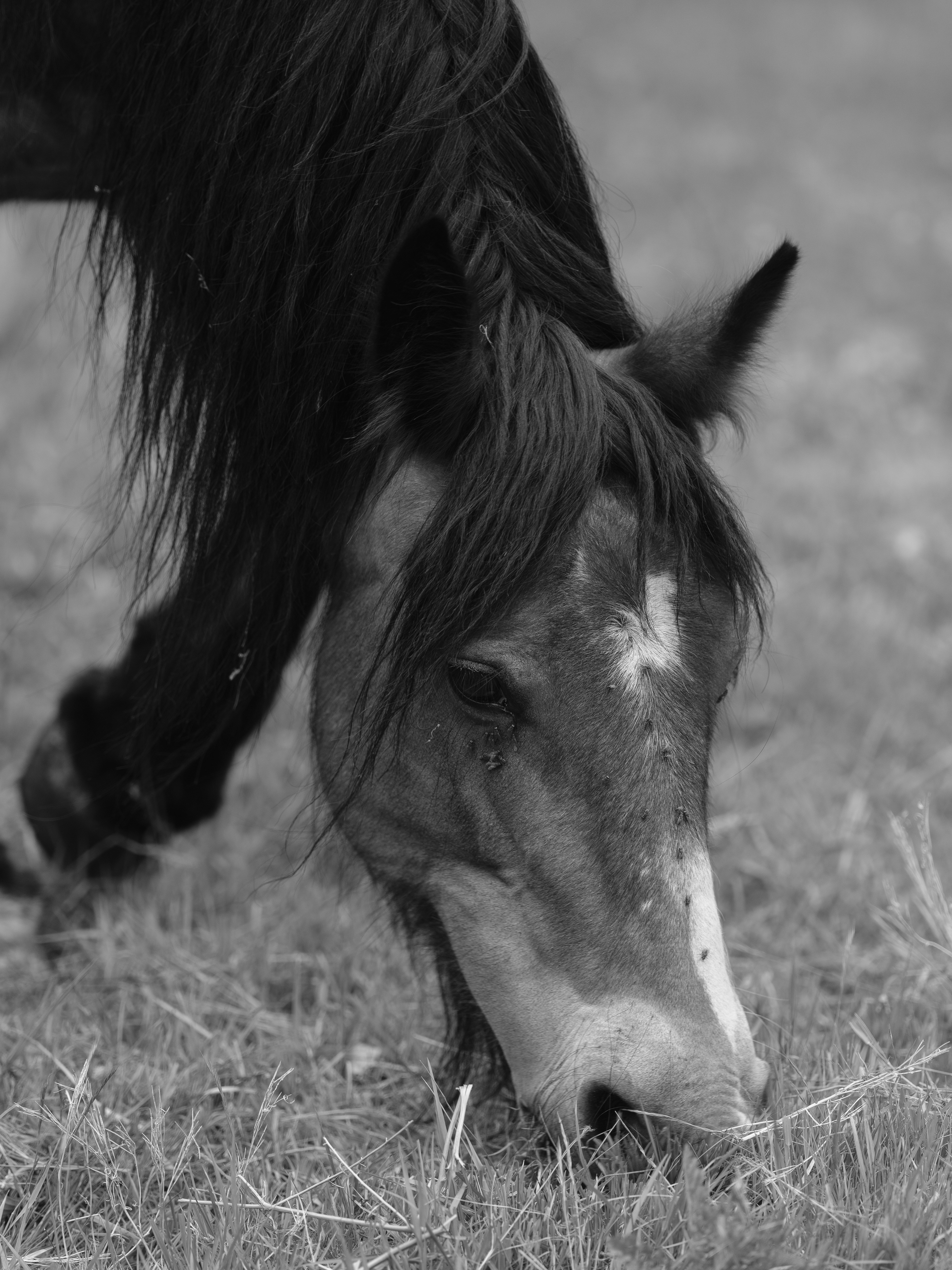 Grazing Quietude: A Horse's Steel-Gray Moment