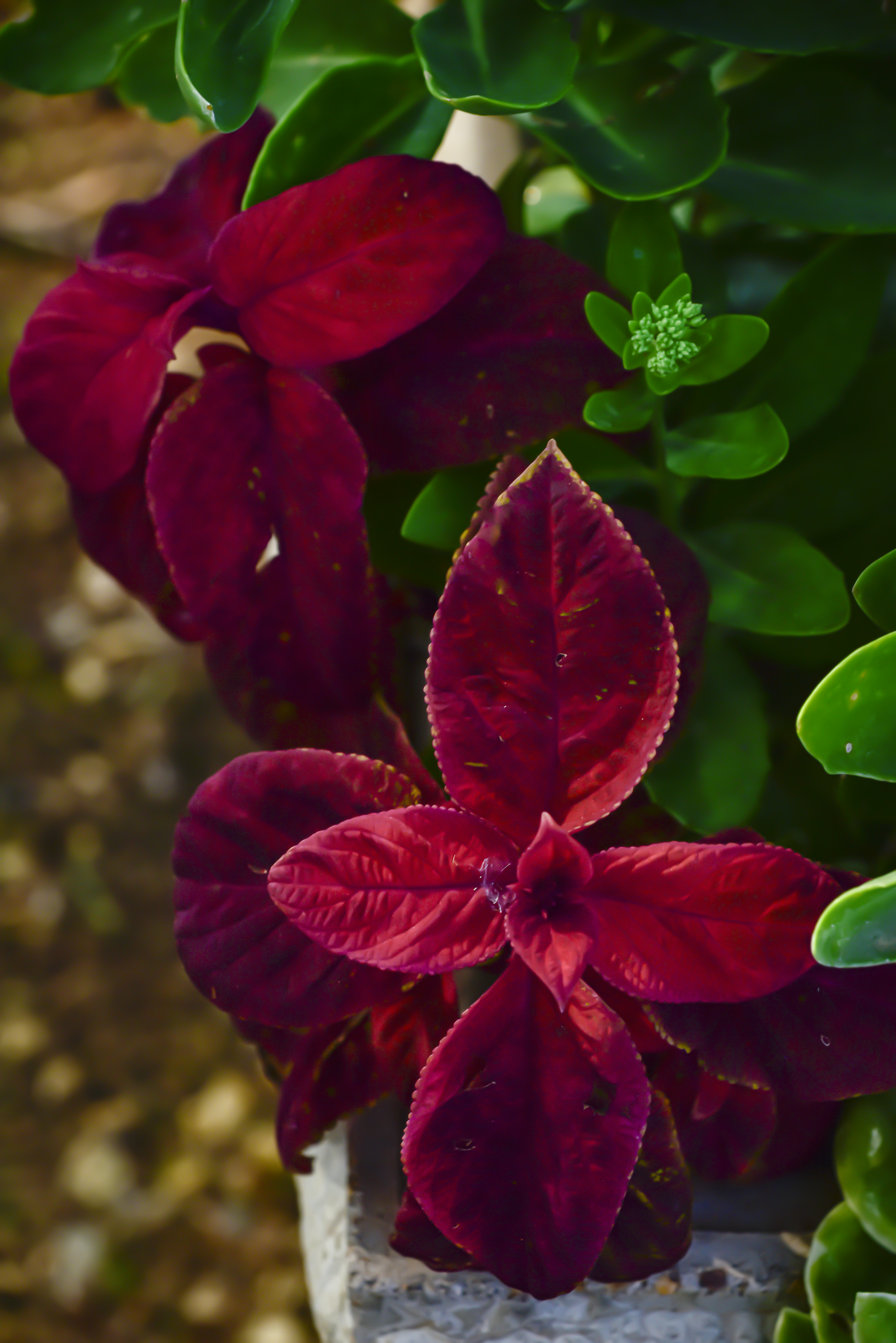 Crimson Leaves in Focus: A Quiet Corner of Nightshade Greens