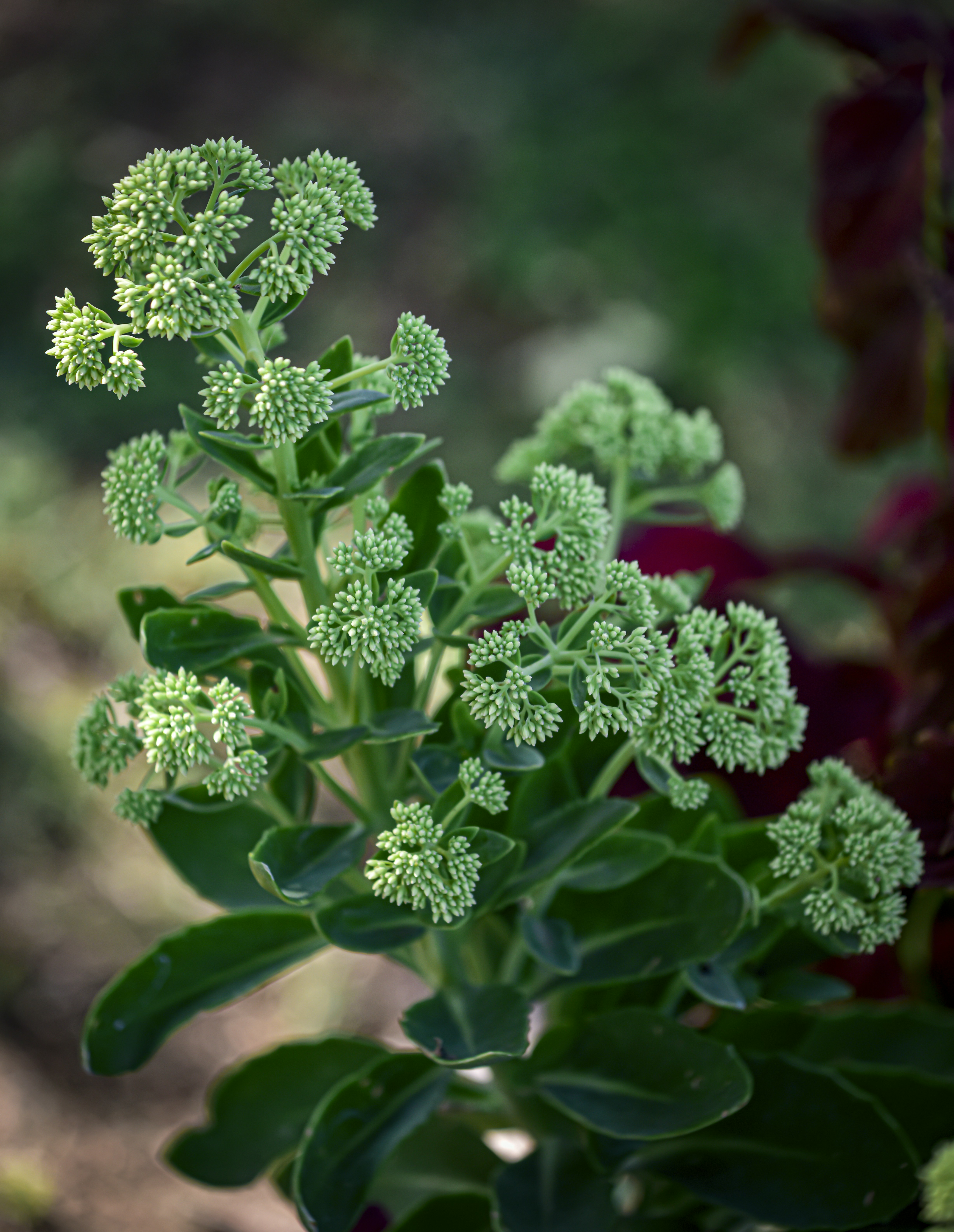 Emerald bouquet: clustered umbels rising from glossy leaves